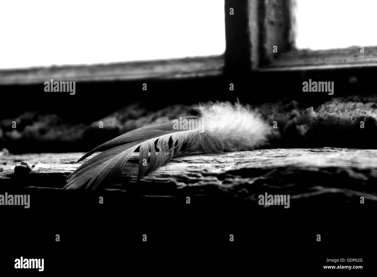 Feather, Plume, Bird feather, Still life Stock Photo - Alamy