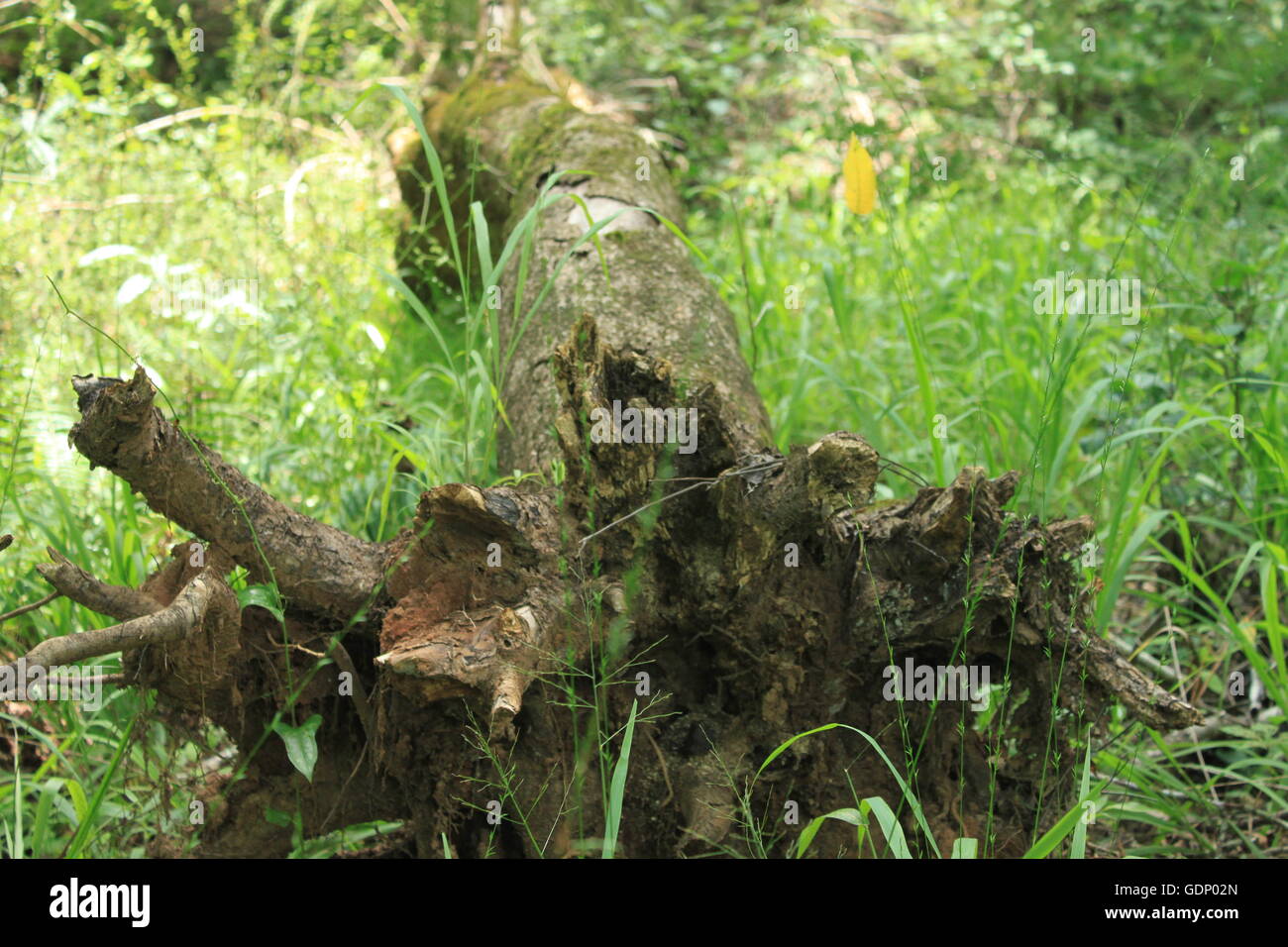 A fallen tree in tall grass exposing it's roots Stock Photo - Alamy