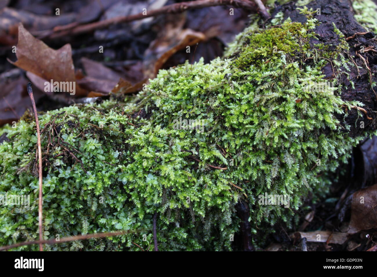 Moss on log close up hi-res stock photography and images - Alamy