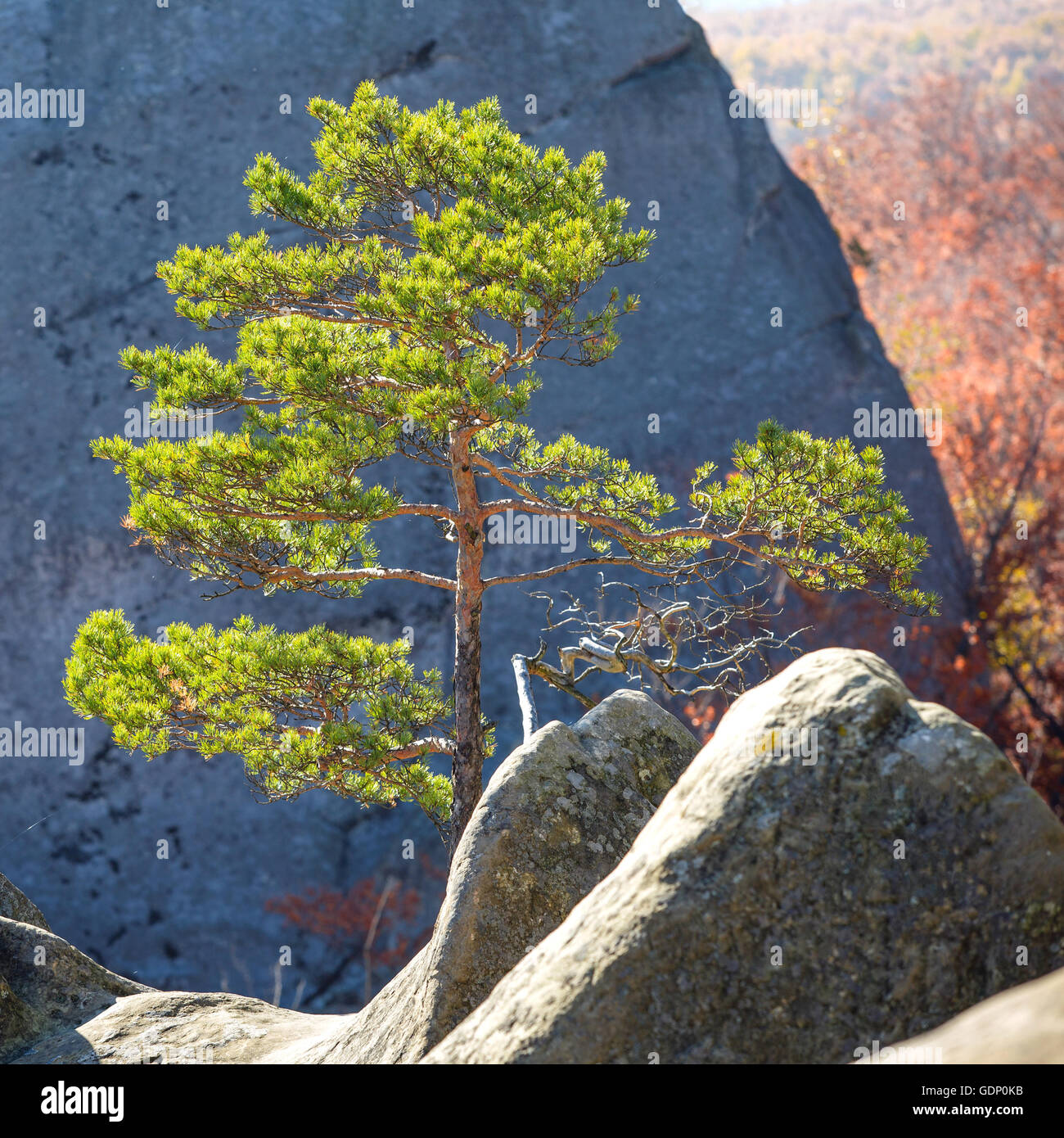 Lonely fir tree mountain landscape Stock Photo - Alamy