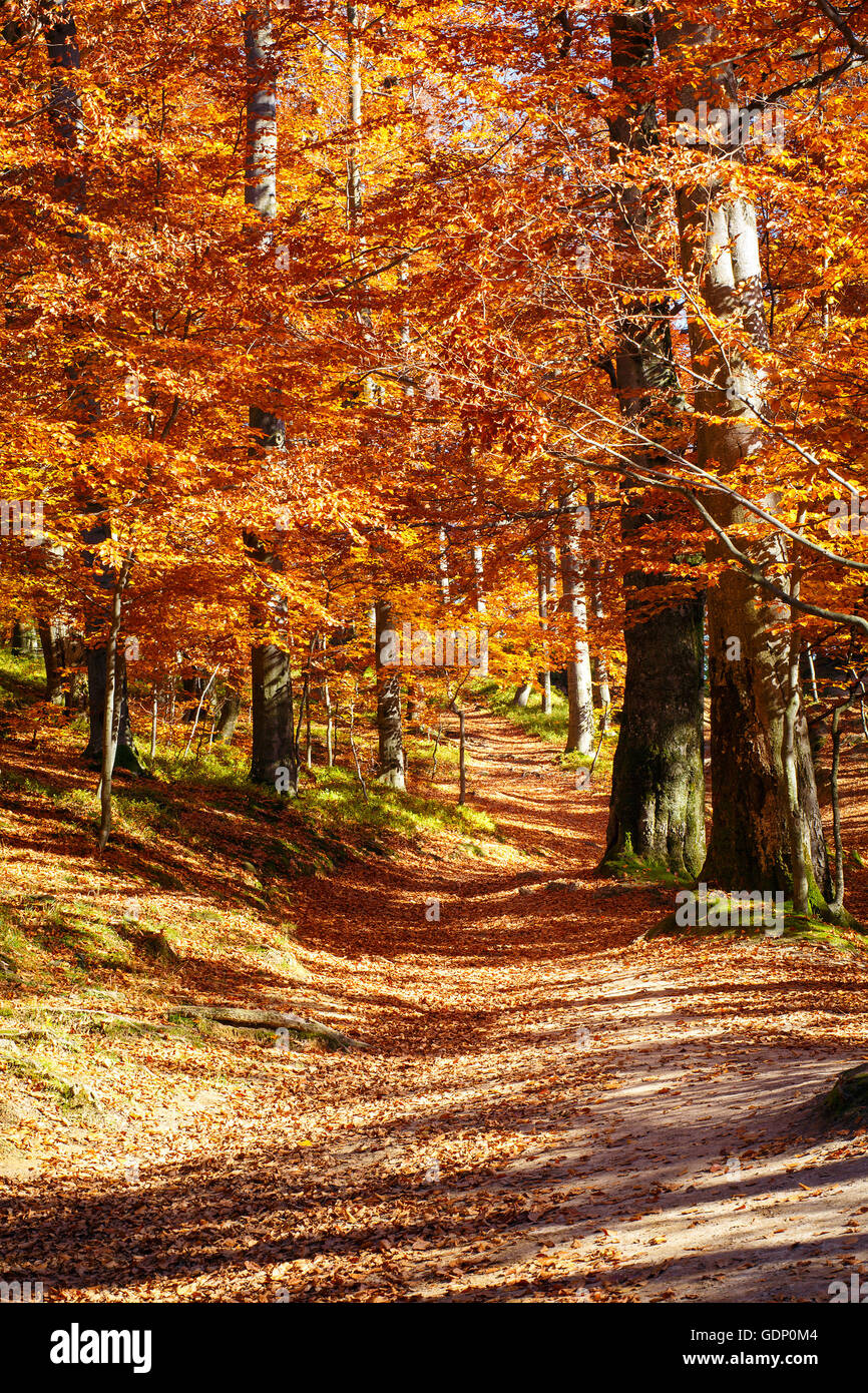Beautiful trail in the autumn park Nature landscape Stock Photo - Alamy
