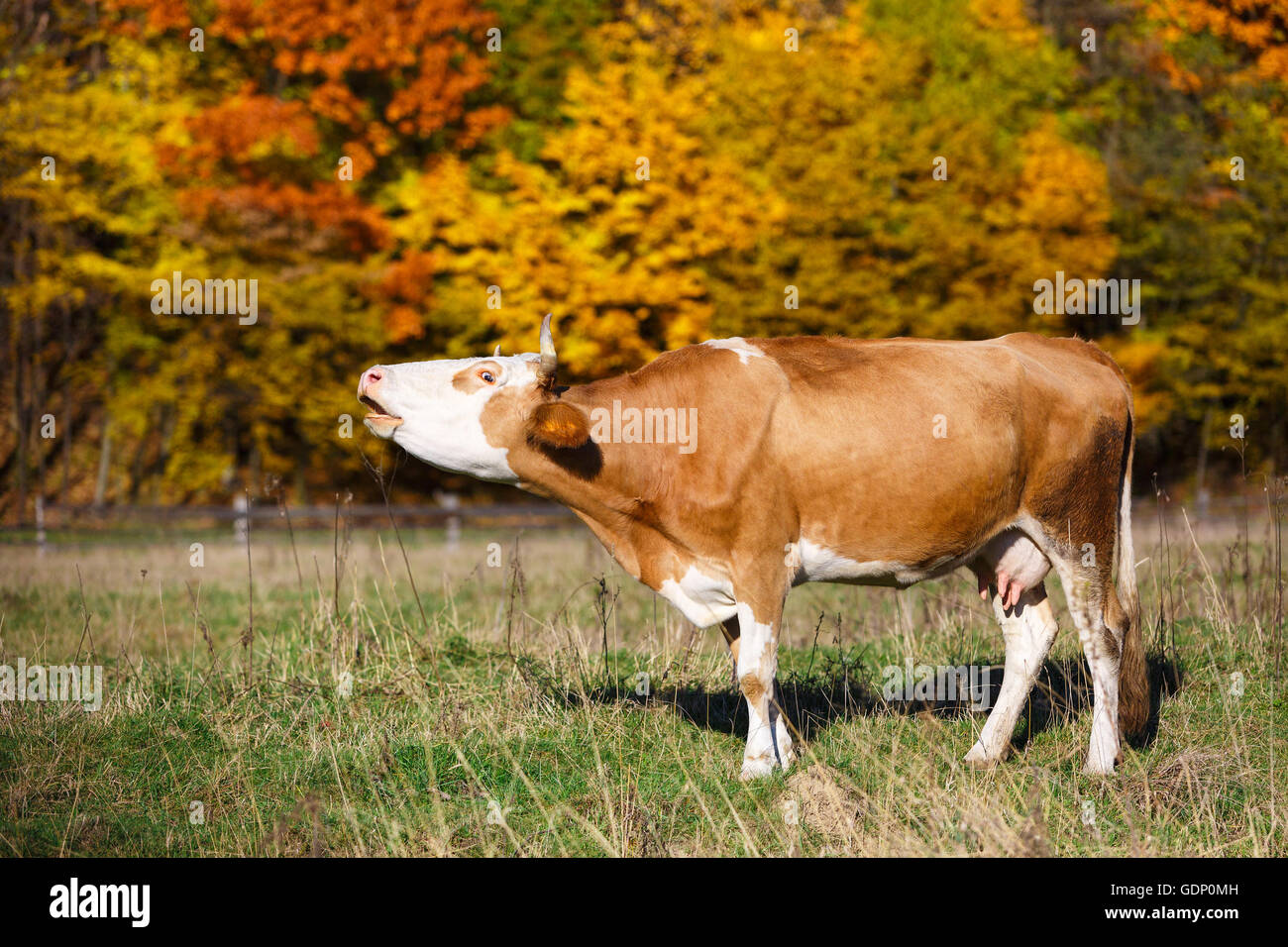 Single cow moos hi-res stock photography and images - Alamy