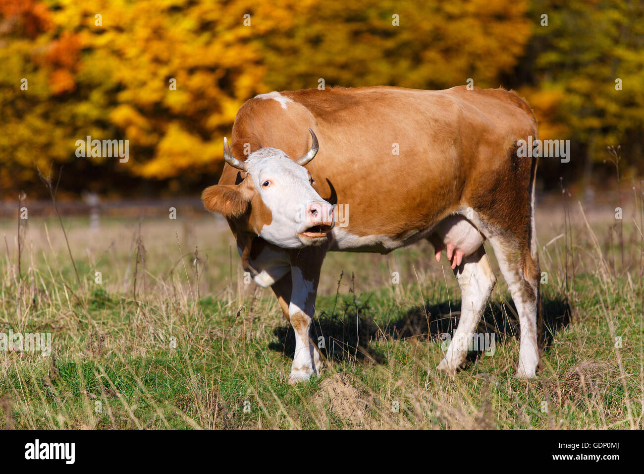 Single cow moos in field. Blazing orange maple tree highlights green ...