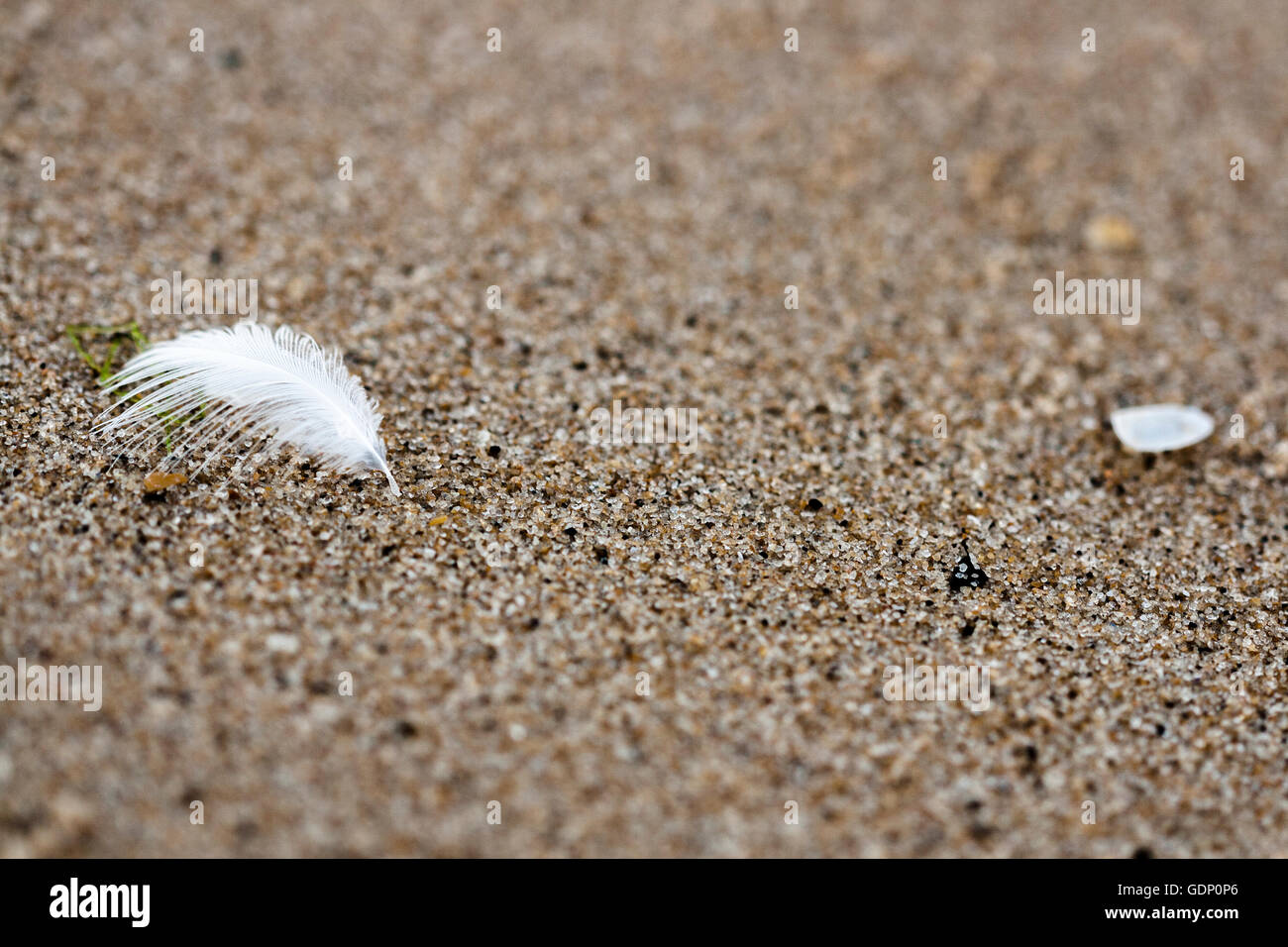 Feather and shell on beach sand Stock Photo - Alamy