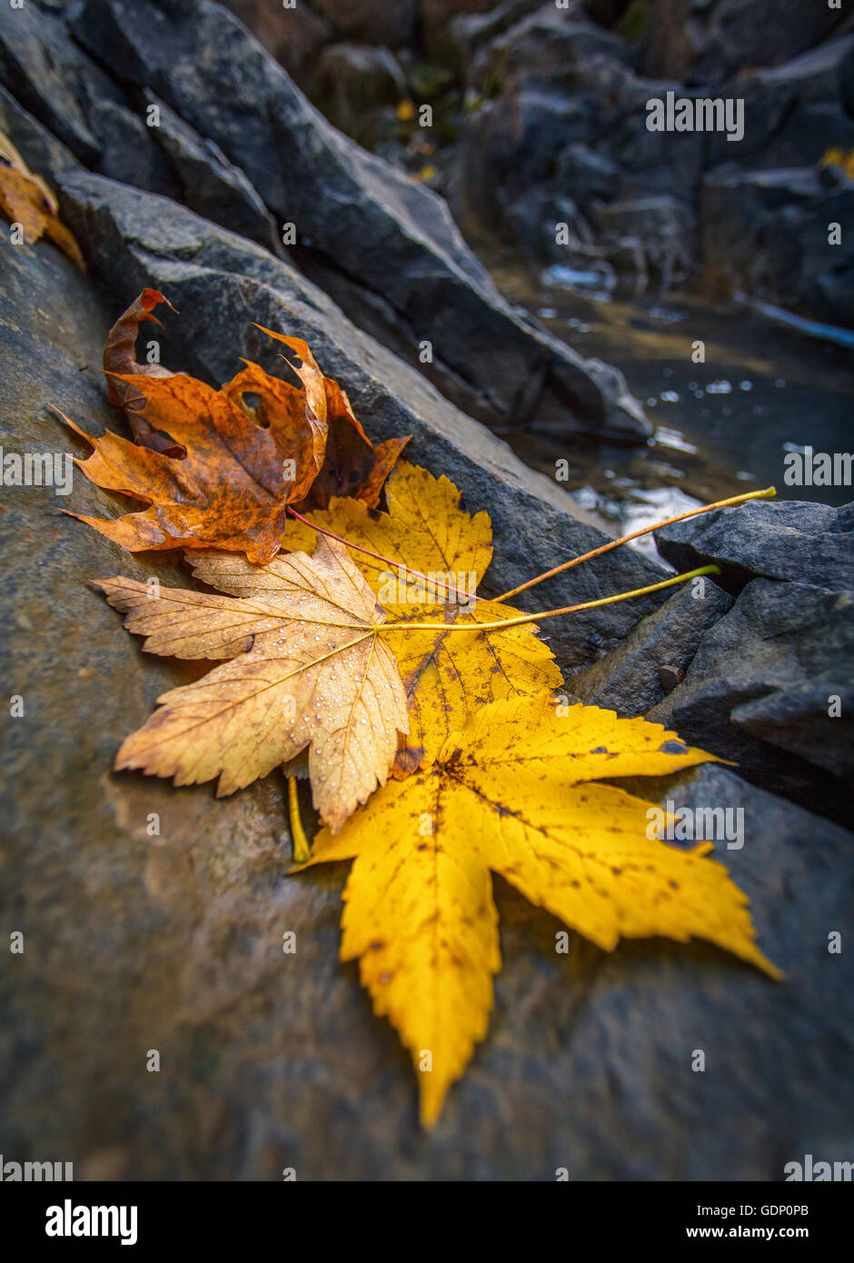 Maple leaves on rock hi-res stock photography and images - Alamy