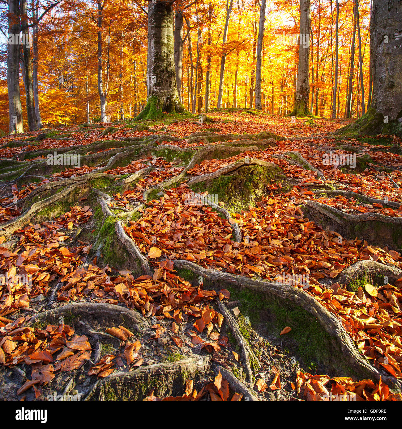 Green bea hi-res stock photography and images - Alamy