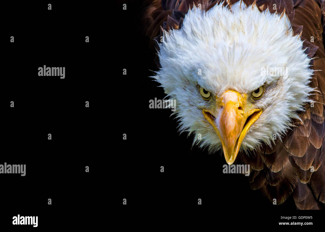 Angry north american bald eagle hi-res stock photography and images - Alamy