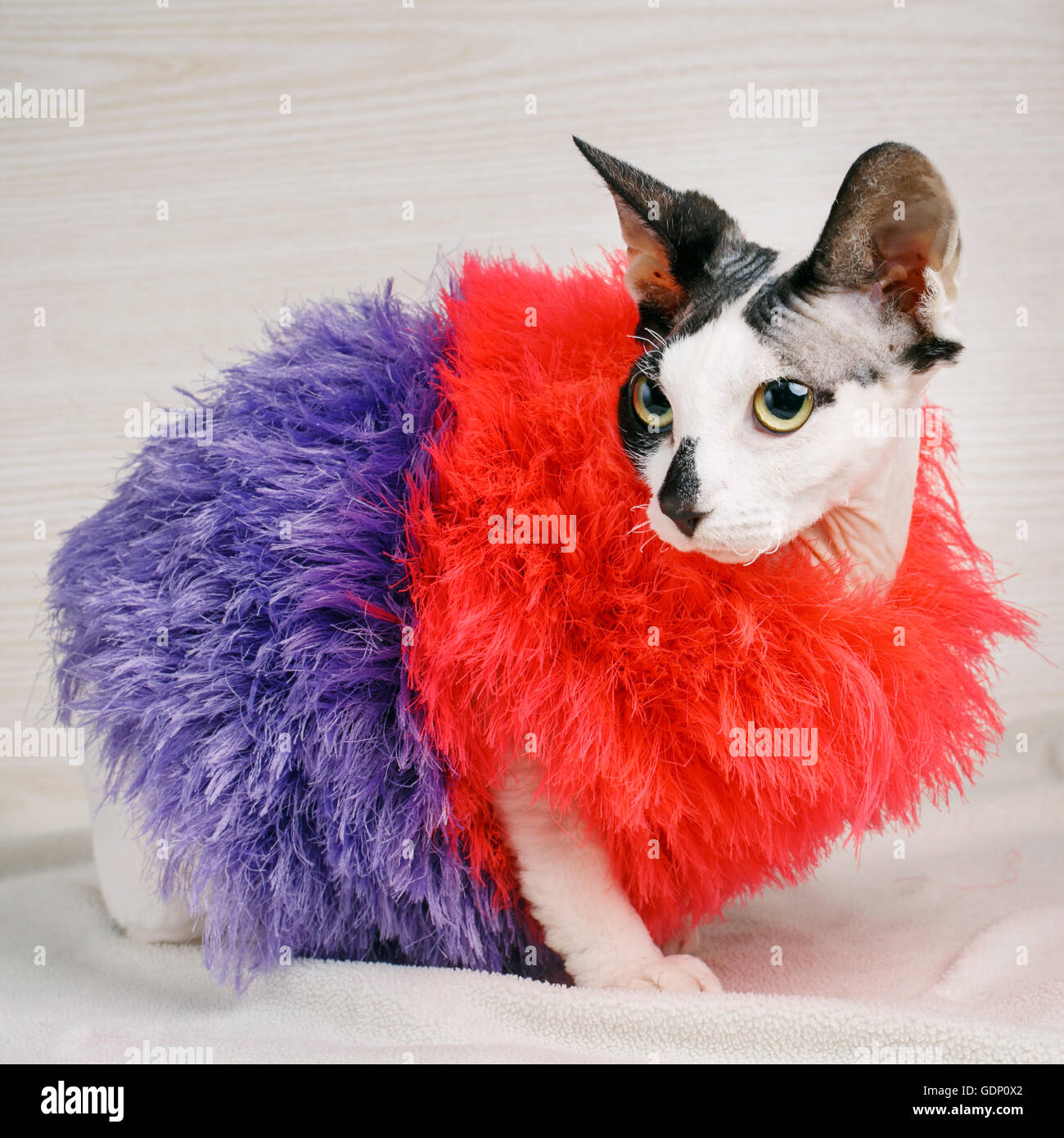 Sphynx cat wearing red and purple pullover Stock Photo - Alamy