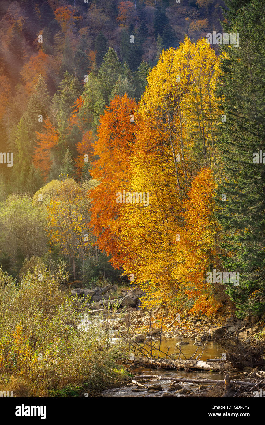 beautiful mountain stream in autumn forest Stock Photo - Alamy