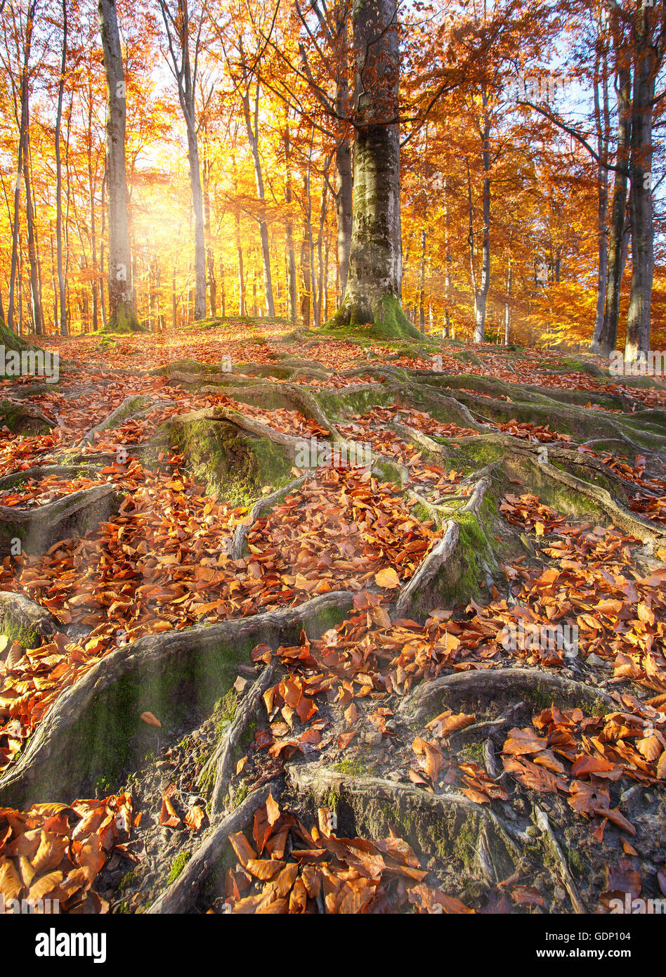 Strong roots hi-res stock photography and images - Alamy