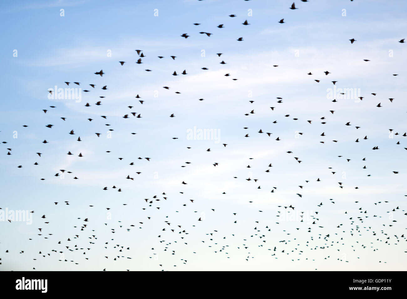 Flock of birds migrating to a different continent Stock Photo - Alamy