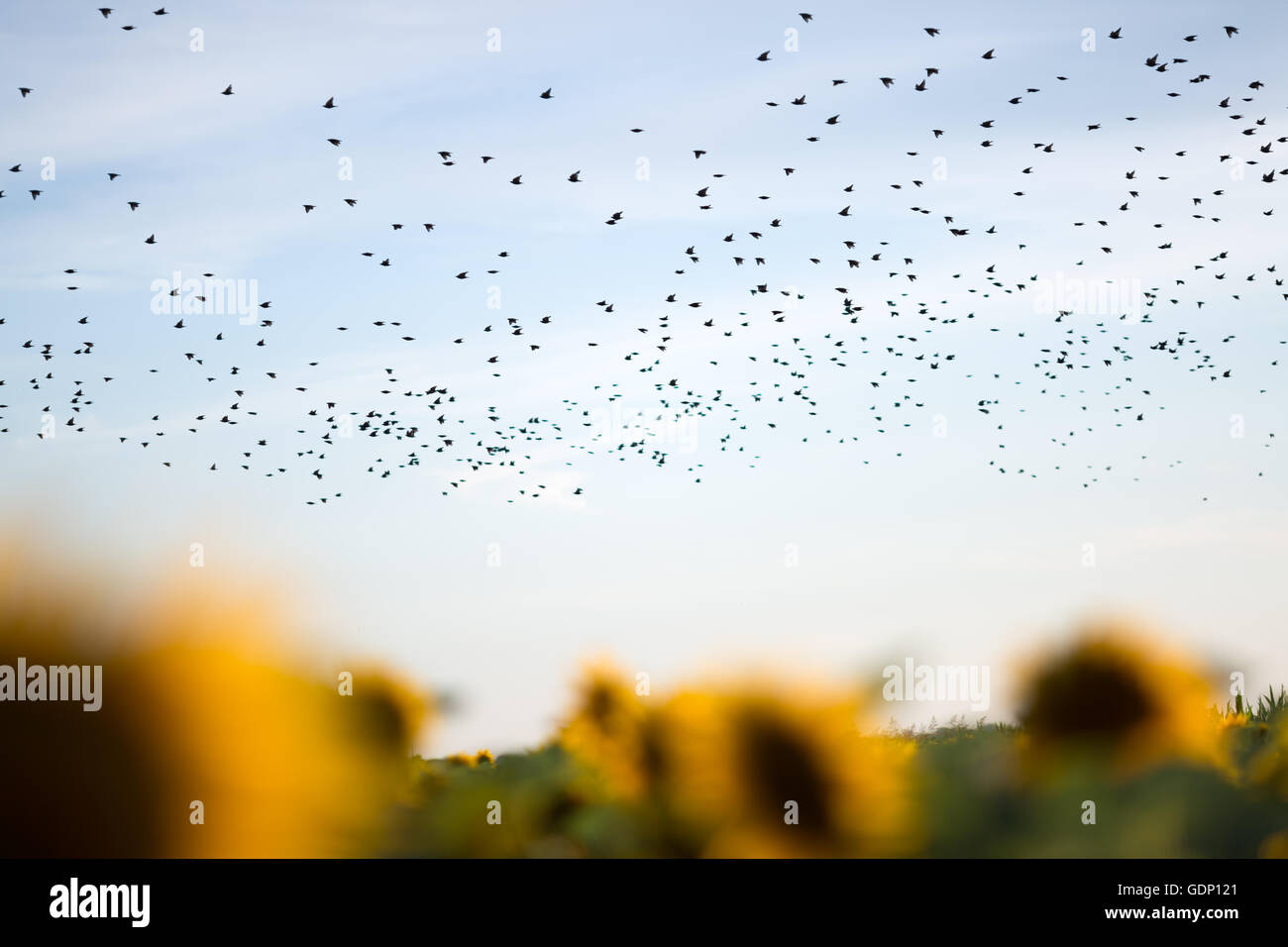 Flock of birds migrating to a different continent Stock Photo - Alamy