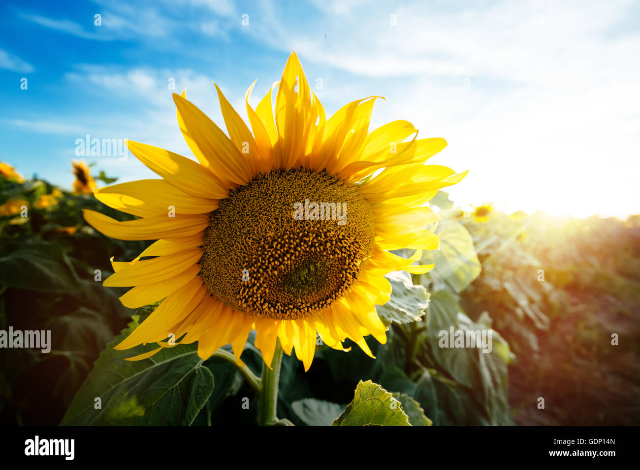 Nature plant sunflower hi-res stock photography and images - Alamy