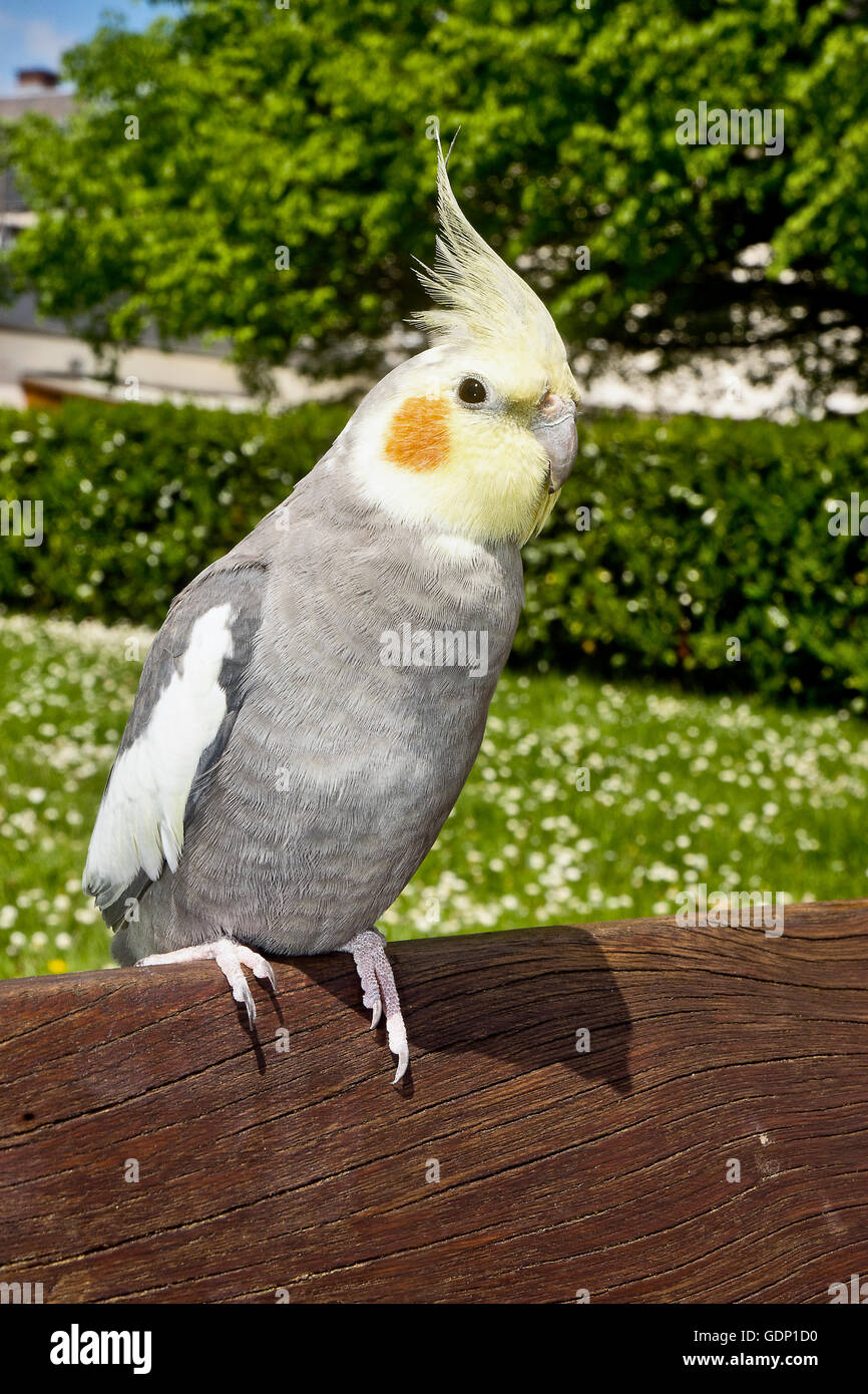 Female cockatiel hi-res stock photography and images - Alamy