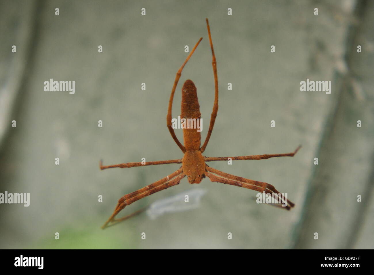 Net caster spider hi-res stock photography and images - Alamy