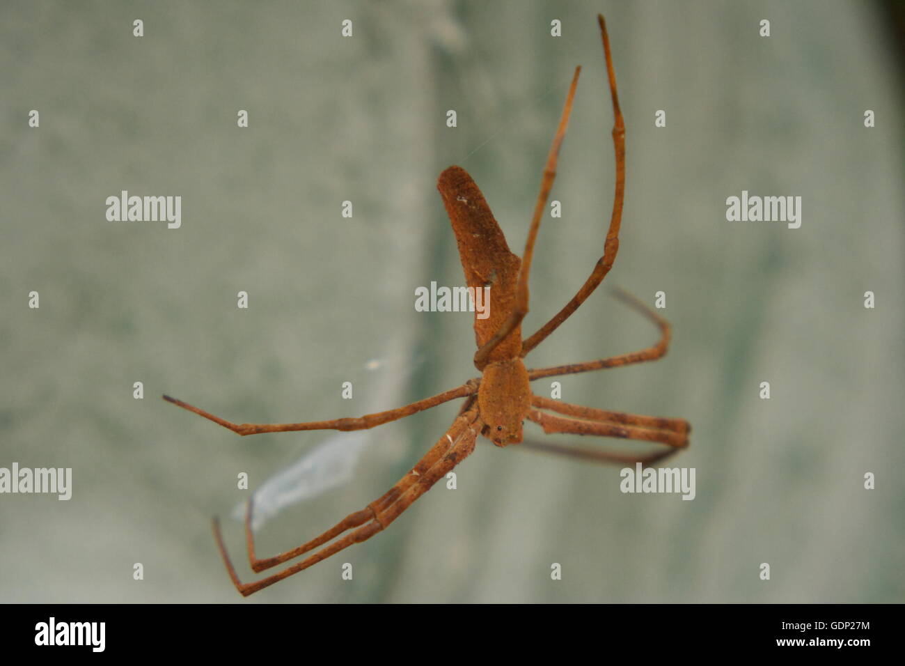 Net caster spider hi-res stock photography and images - Alamy