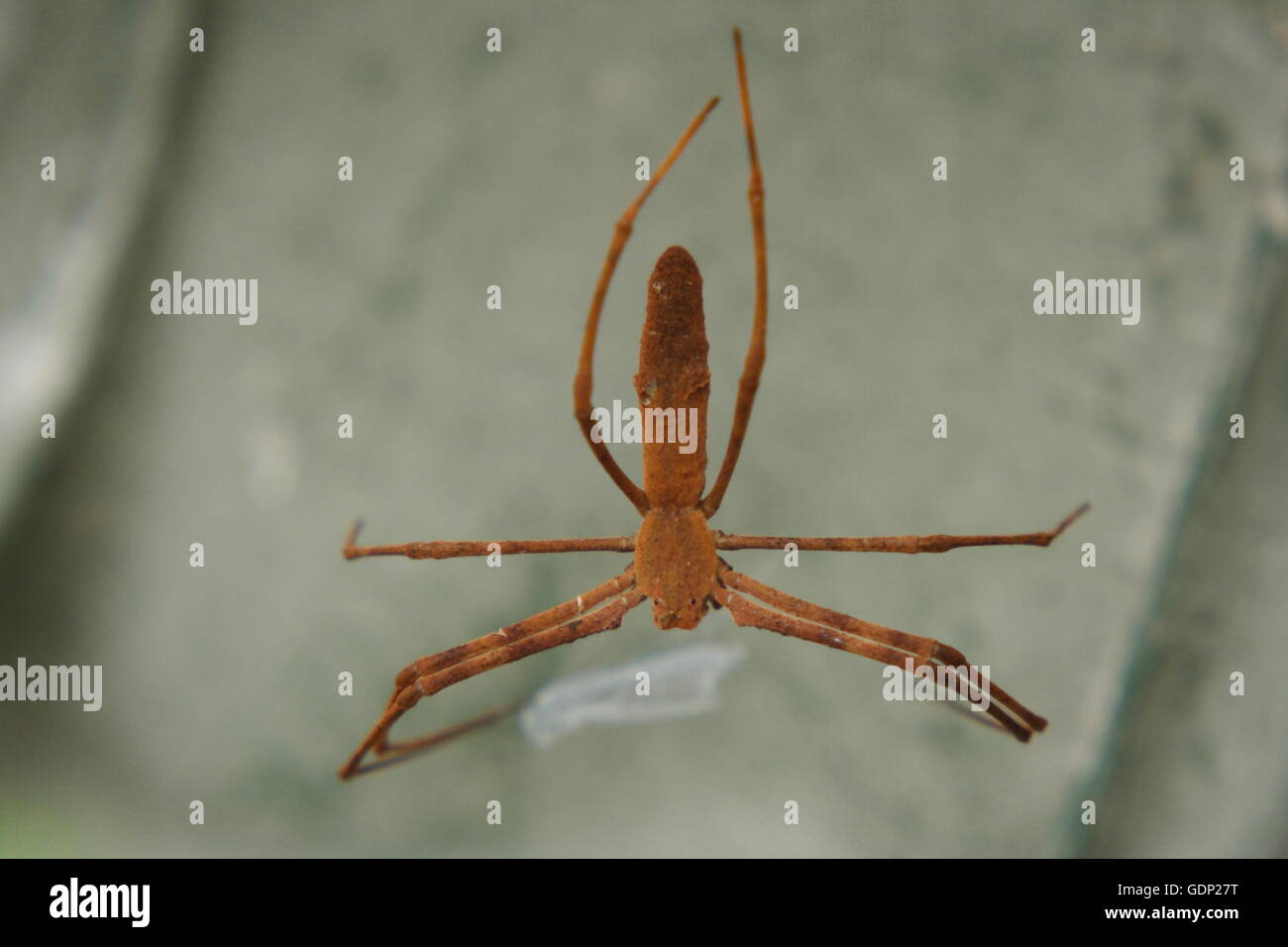 Rufous Net-Caster Spider, "deinopis subrufa Stock Photo - Alamy