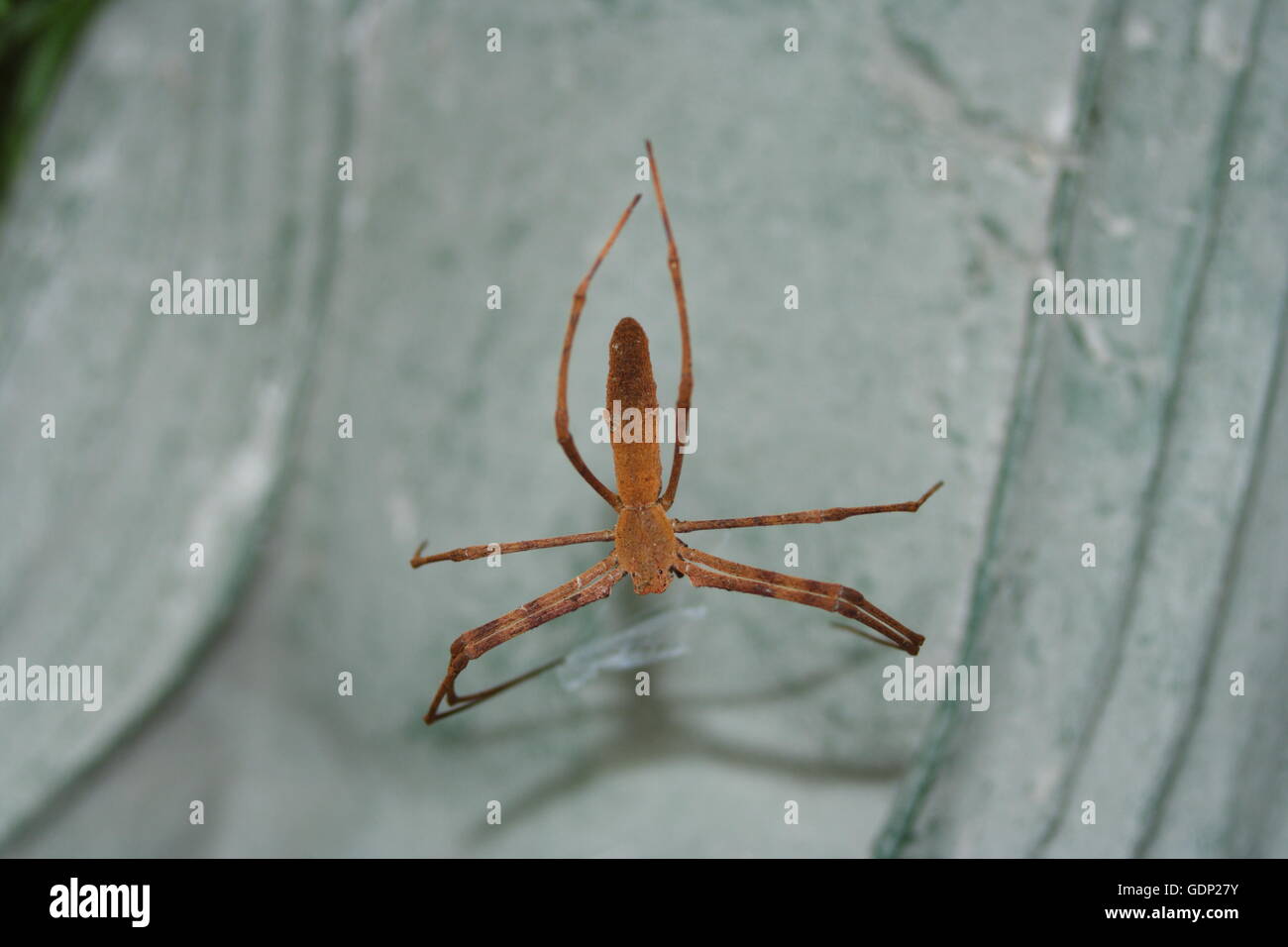 Rufous Net-Caster Spider, "deinopis subrufa Stock Photo - Alamy