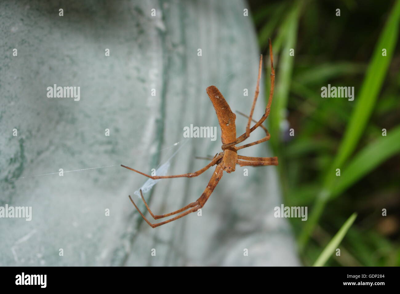 Net caster spider hi-res stock photography and images - Alamy