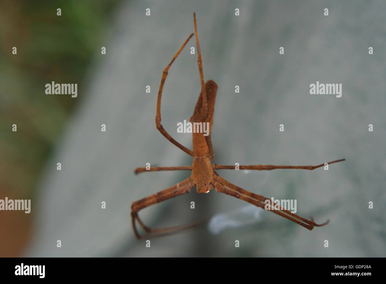 Rufous Net-Caster Spider, "deinopis subrufa Stock Photo - Alamy