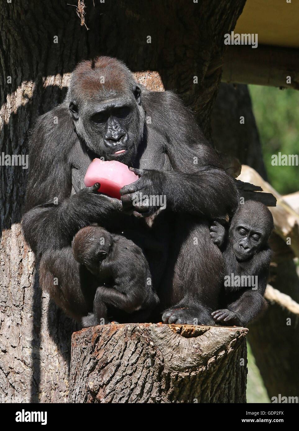 Babies alika hi-res stock photography and images - Alamy