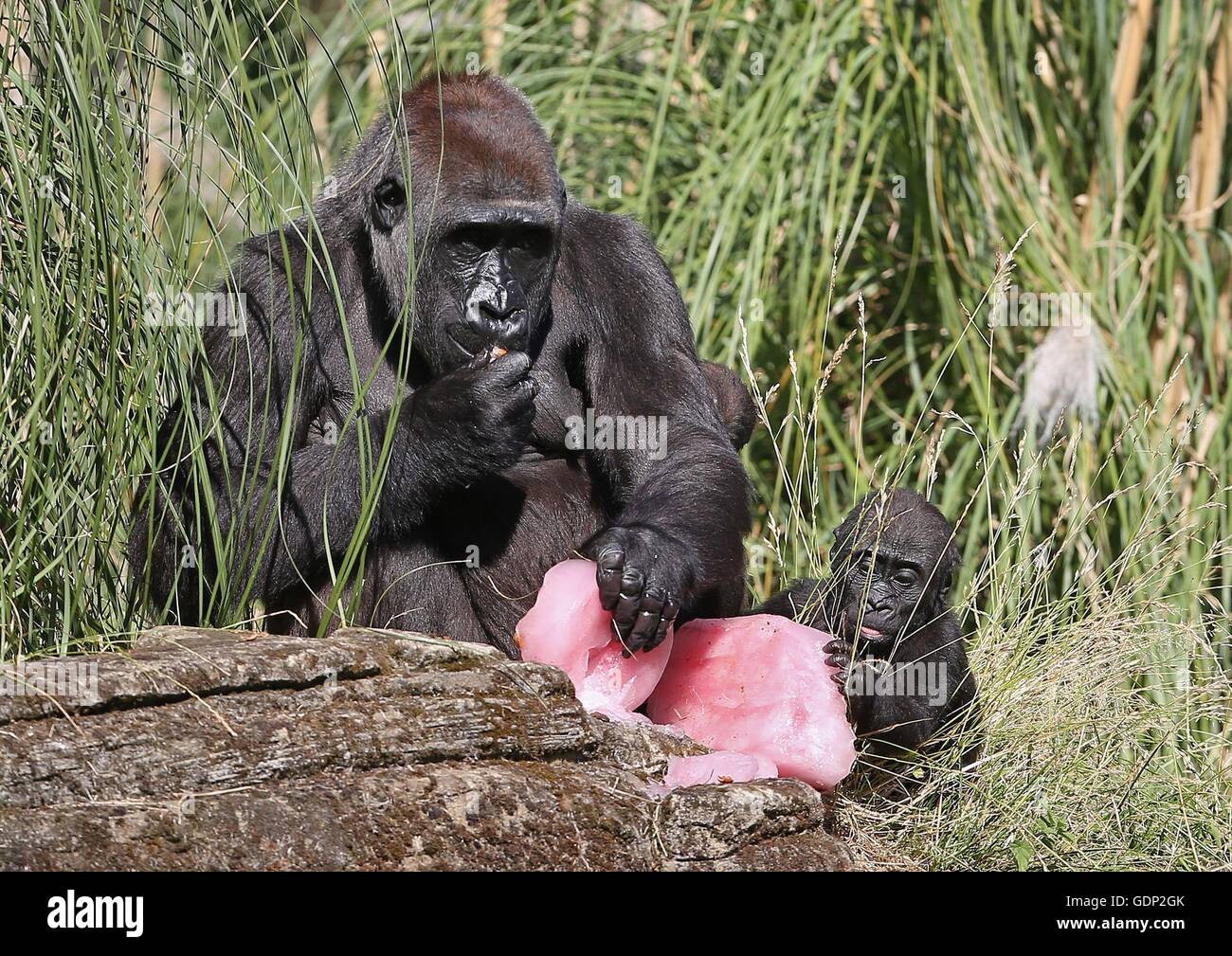 Western lowland gorilla Mjukuu with her babies Alika,19 months (bottom right) and Gernot, 8 ...