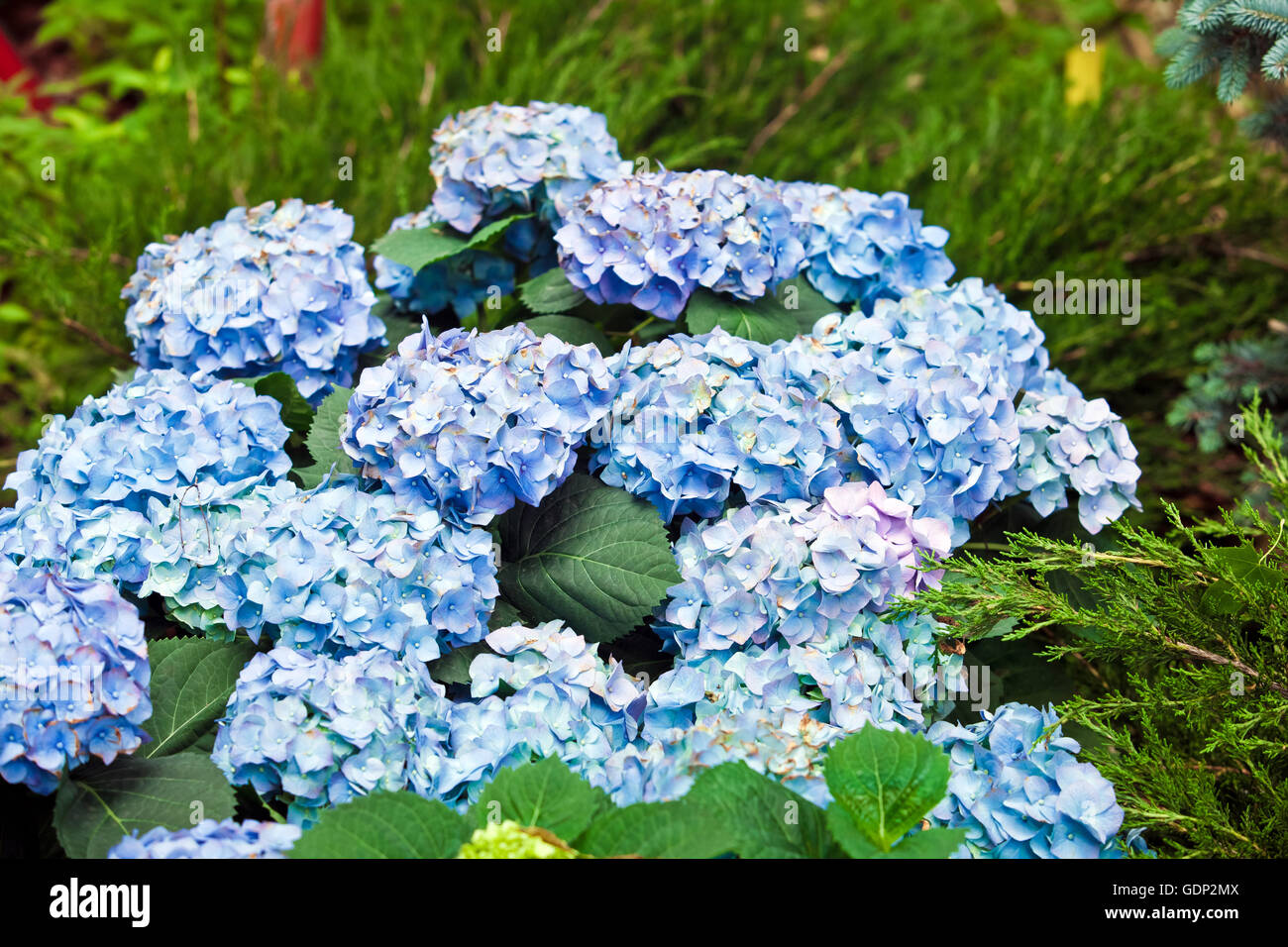 Hydrangea flower plant hi-res stock photography and images - Alamy