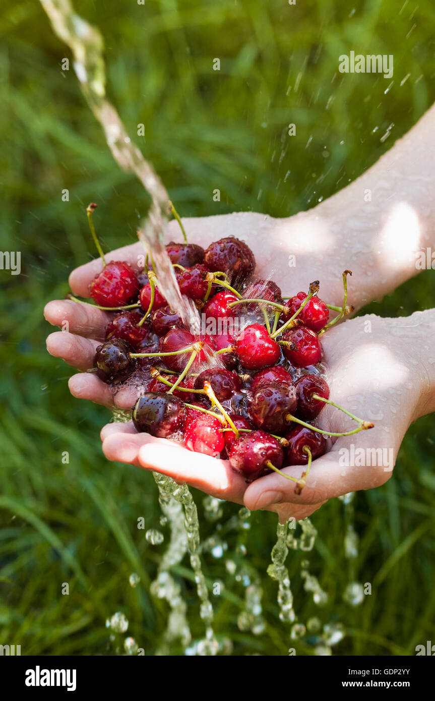 Hands washing cherries Stock Photo - Alamy