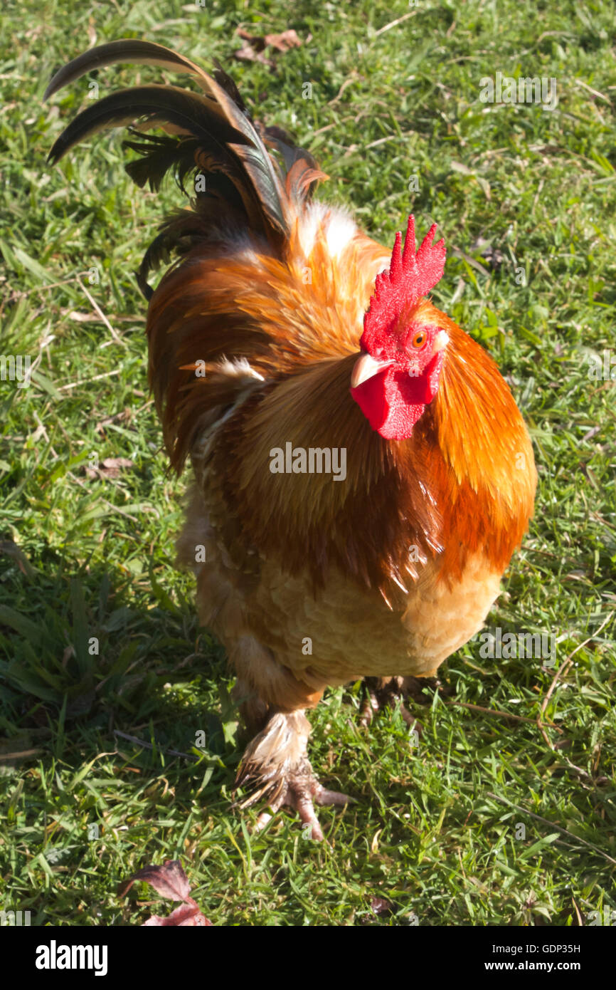 Rooster strutting on the grass Stock Photo - Alamy
