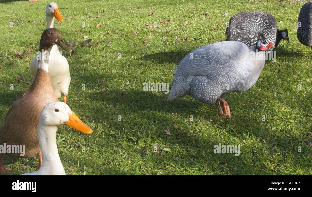 Geese and guinea fowl Stock Photo - Alamy