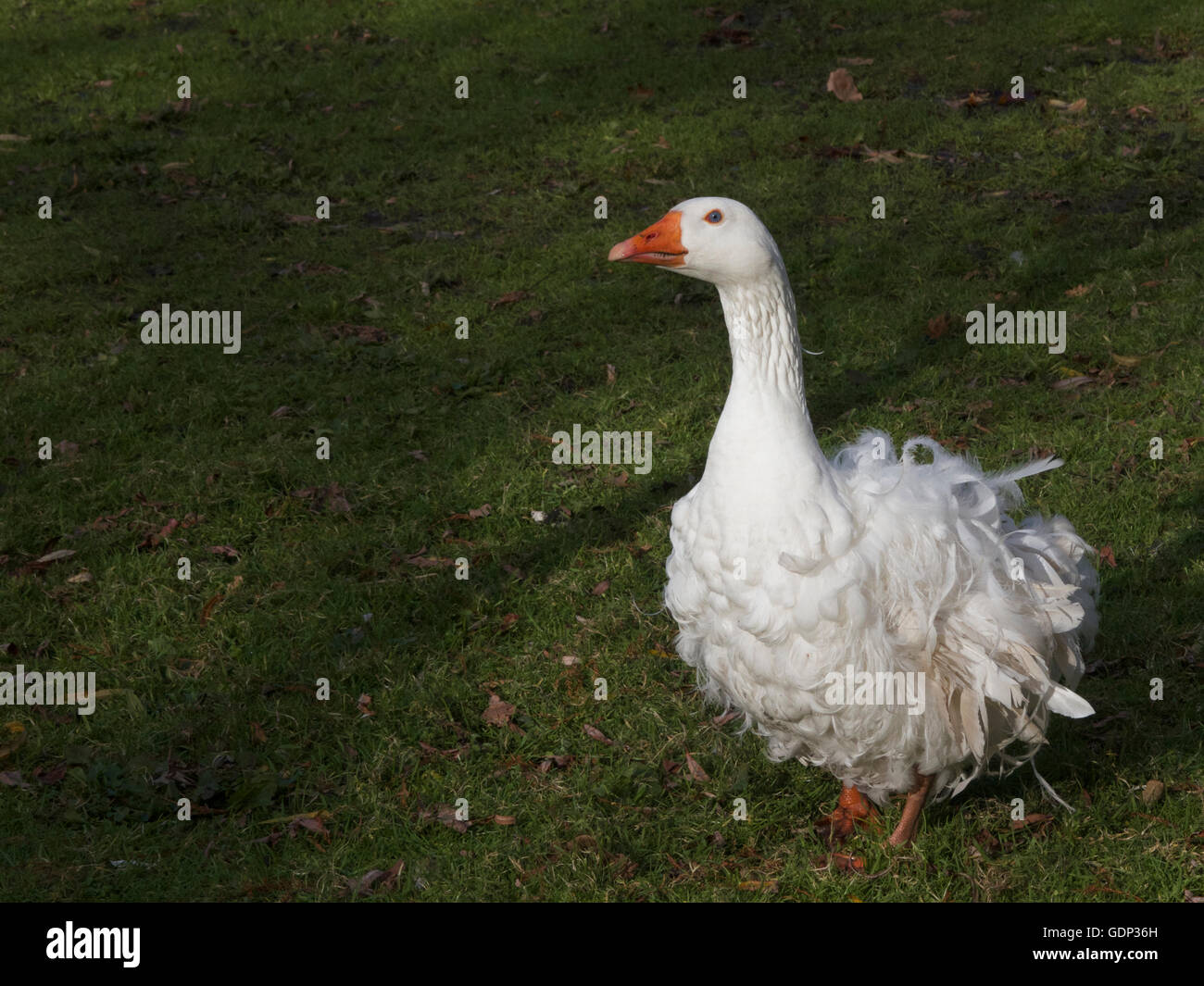 Curly feathers hi-res stock photography and images - Alamy