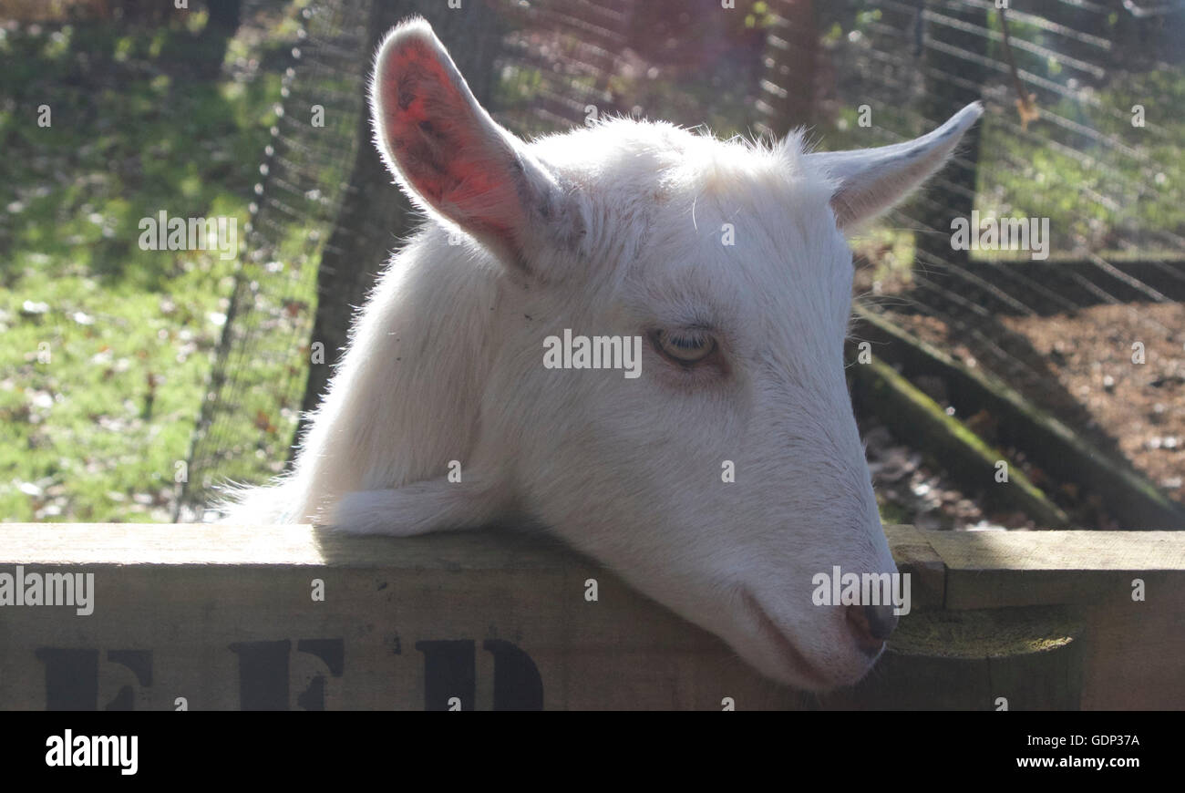 Friendly goat hi-res stock photography and images - Alamy