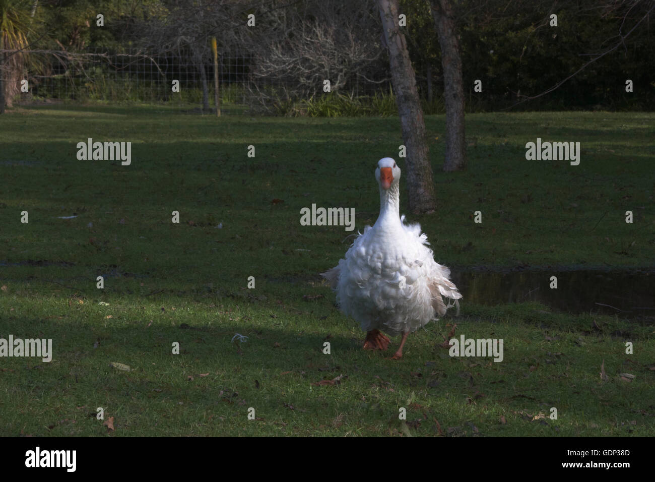 Angry goose about to charge Stock Photo - Alamy