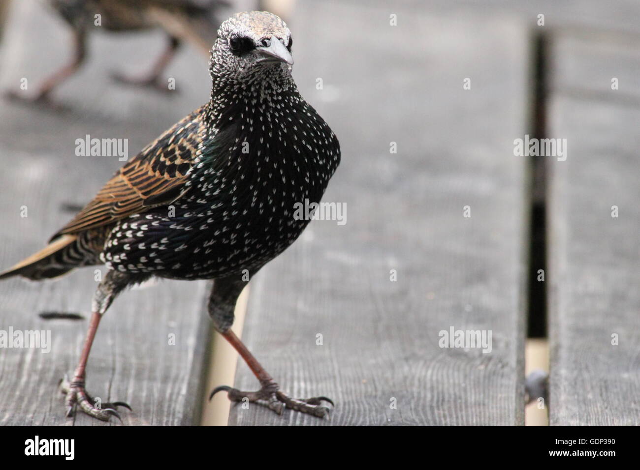 Black and white starling hi-res stock photography and images - Alamy
