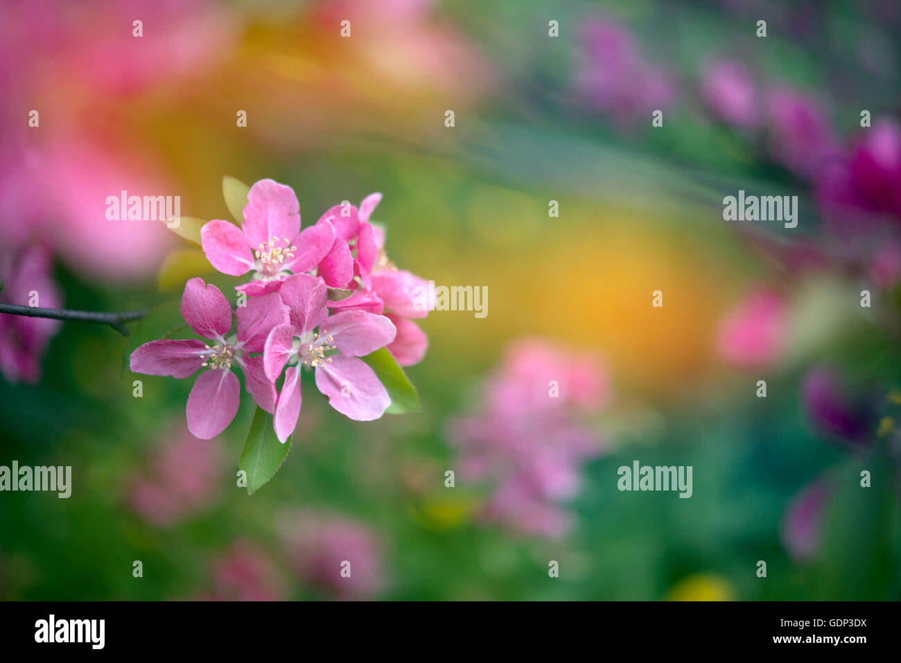 Spring or summer nature background with cherry blossom tree flowers ...