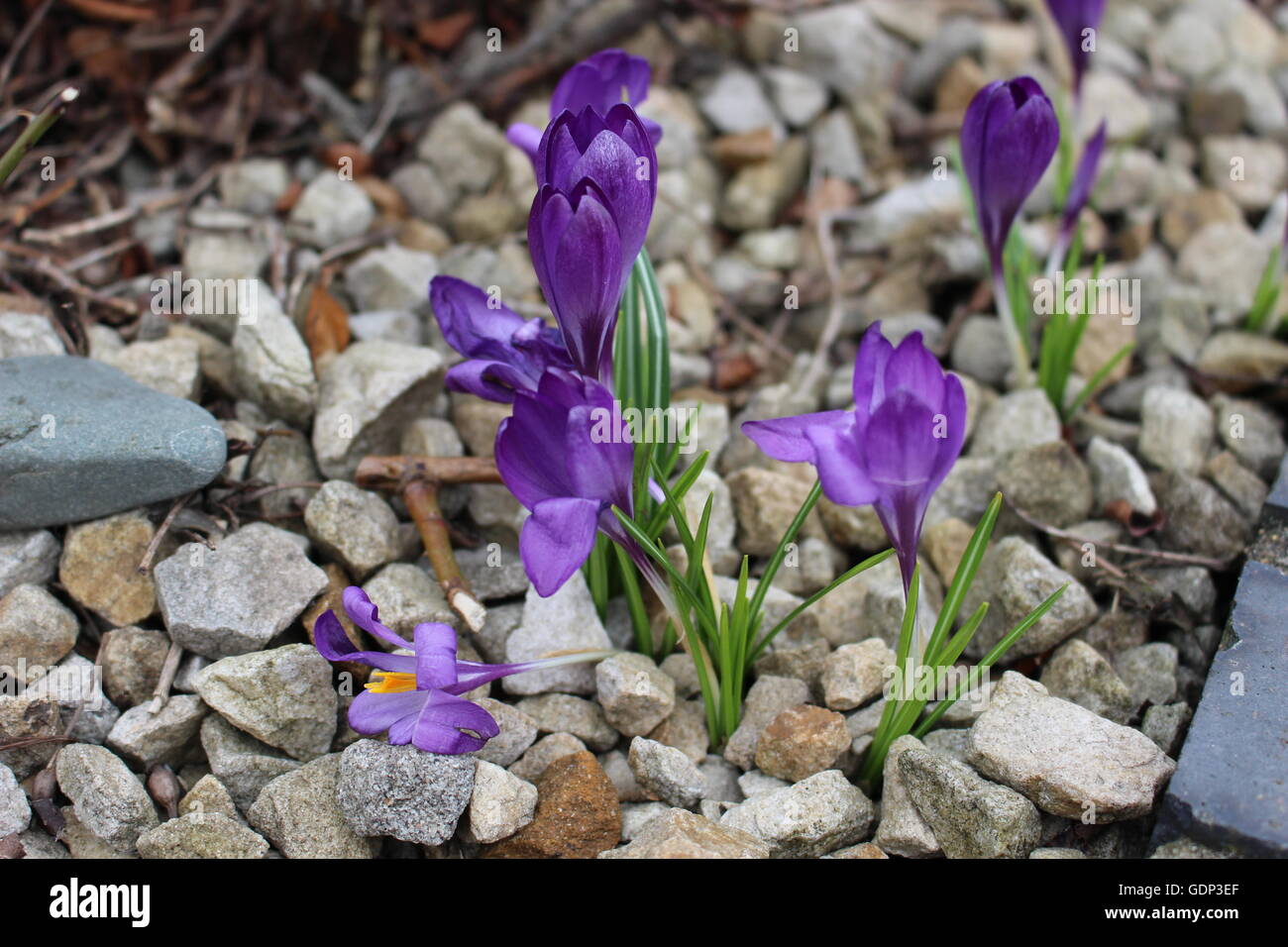 Fiolet flowers hi-res stock photography and images - Alamy