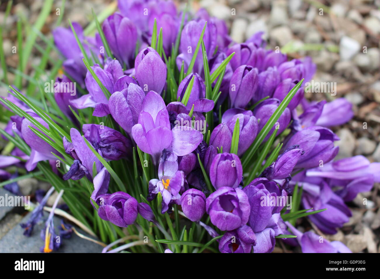 Fiolet flowers hi-res stock photography and images - Alamy