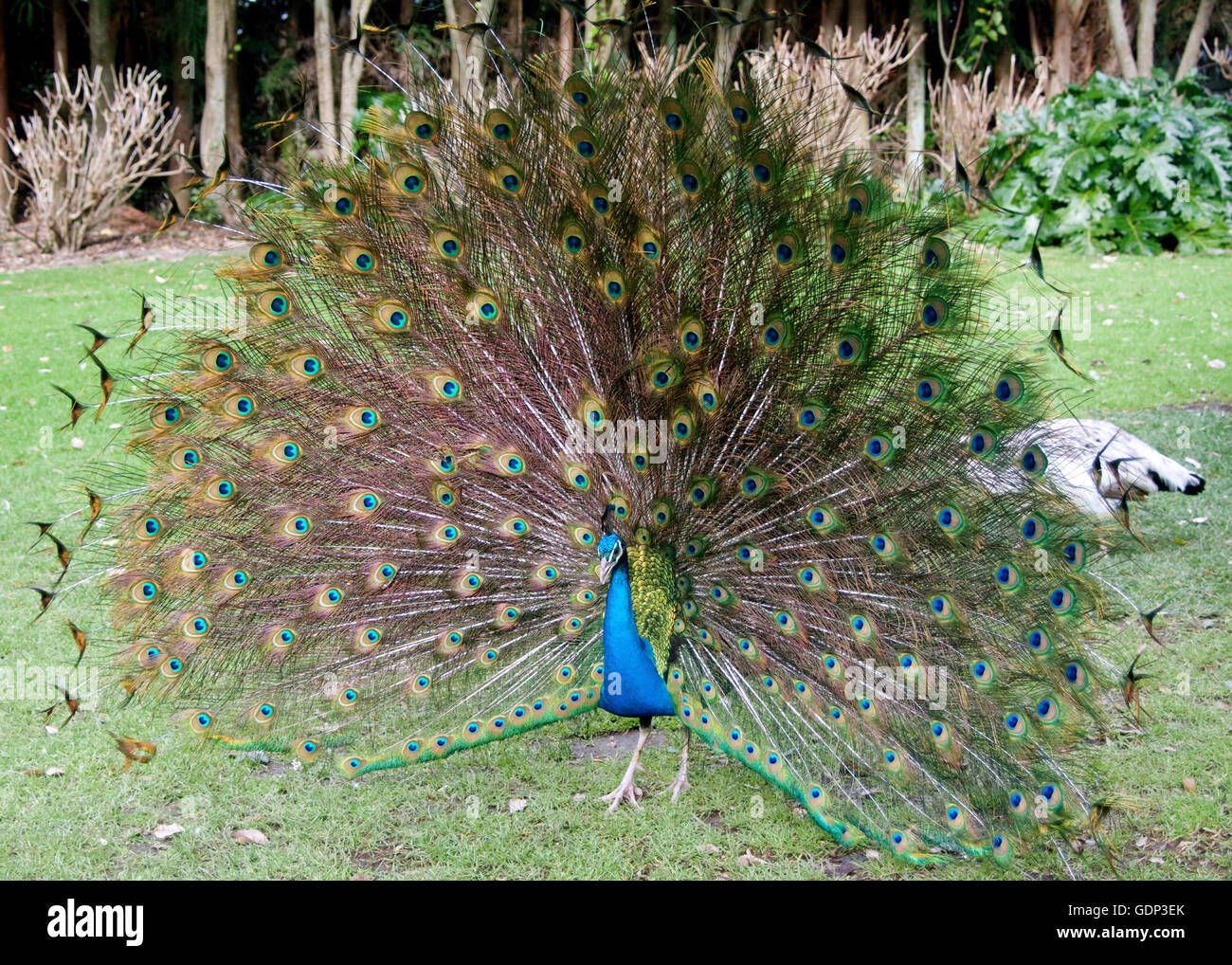 A peacock showing off its tail feathers Stock Photo - Alamy