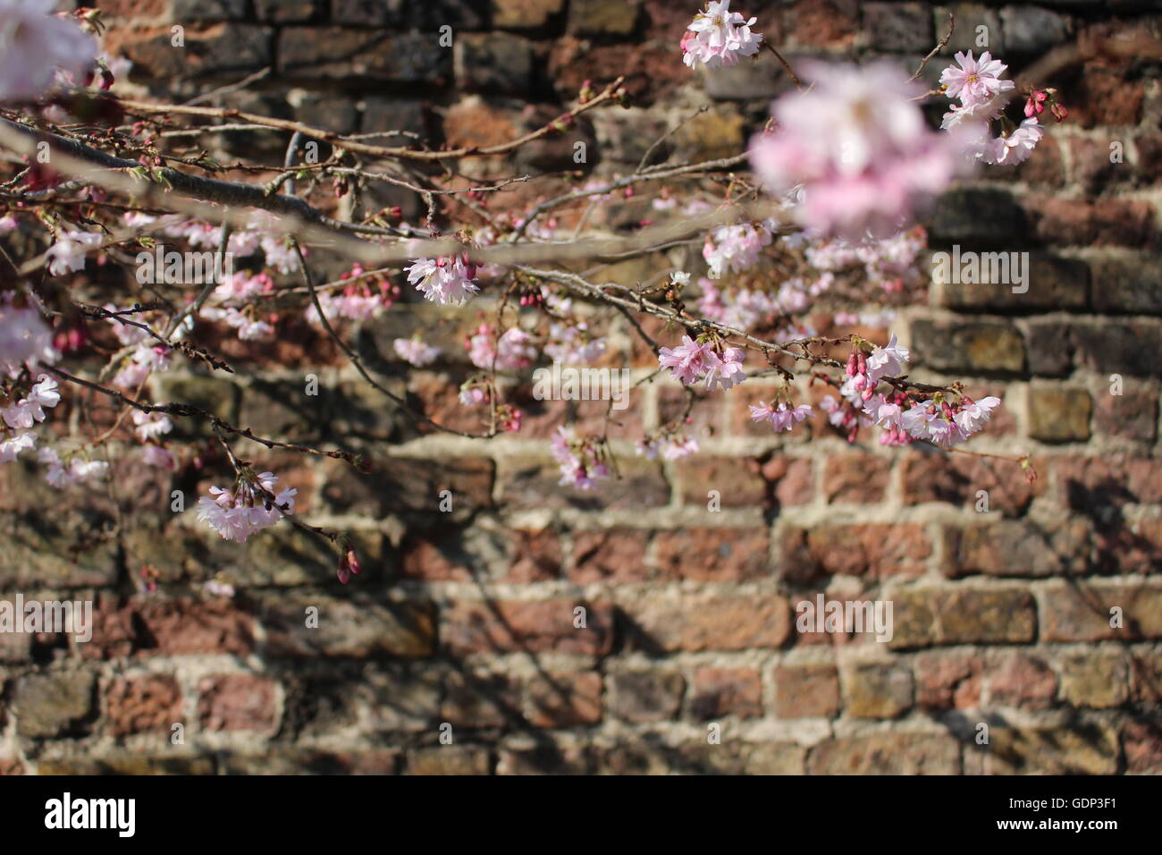 Cherry flowers hi-res stock photography and images - Alamy