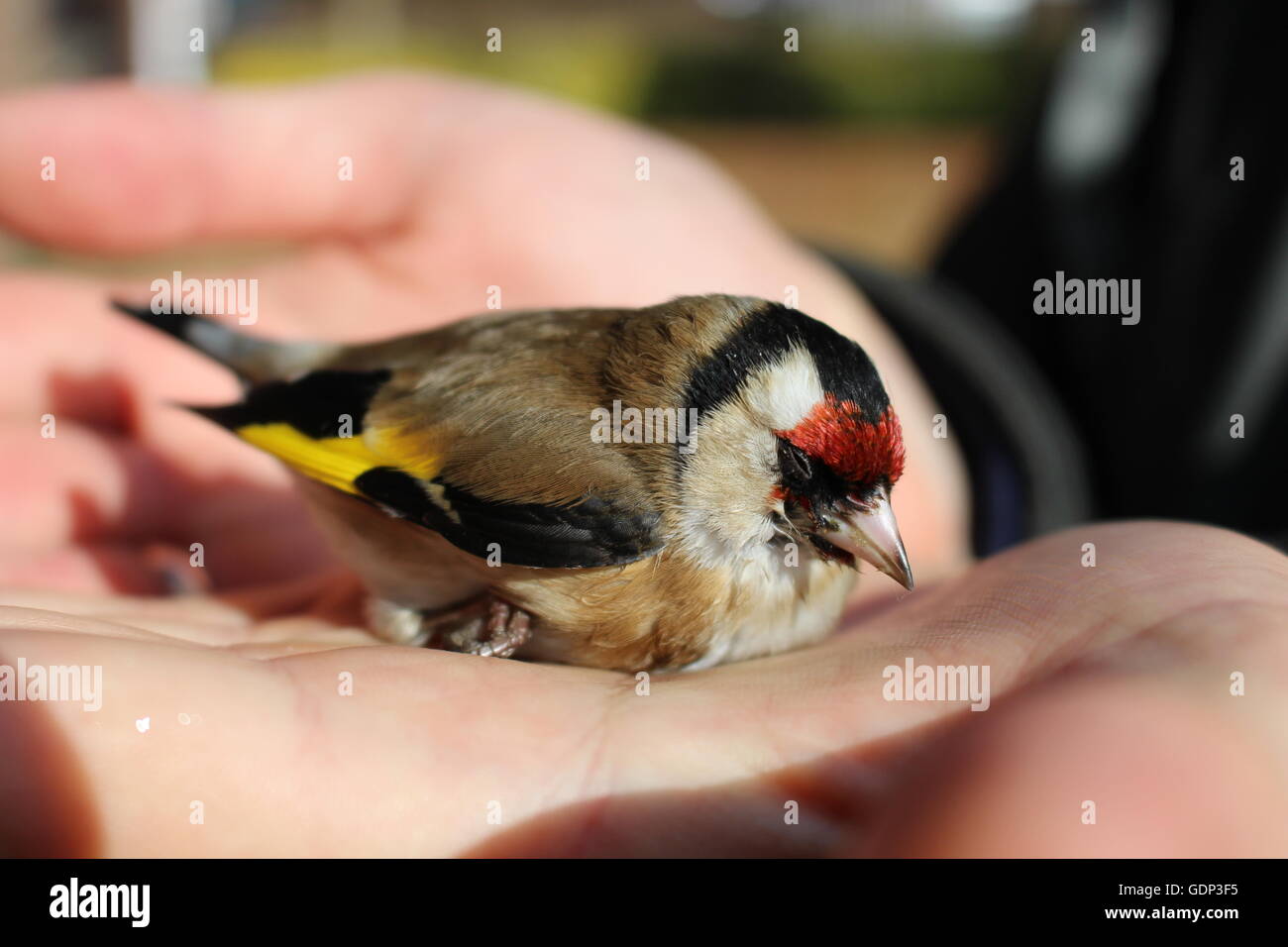 Saving birds hi-res stock photography and images - Alamy