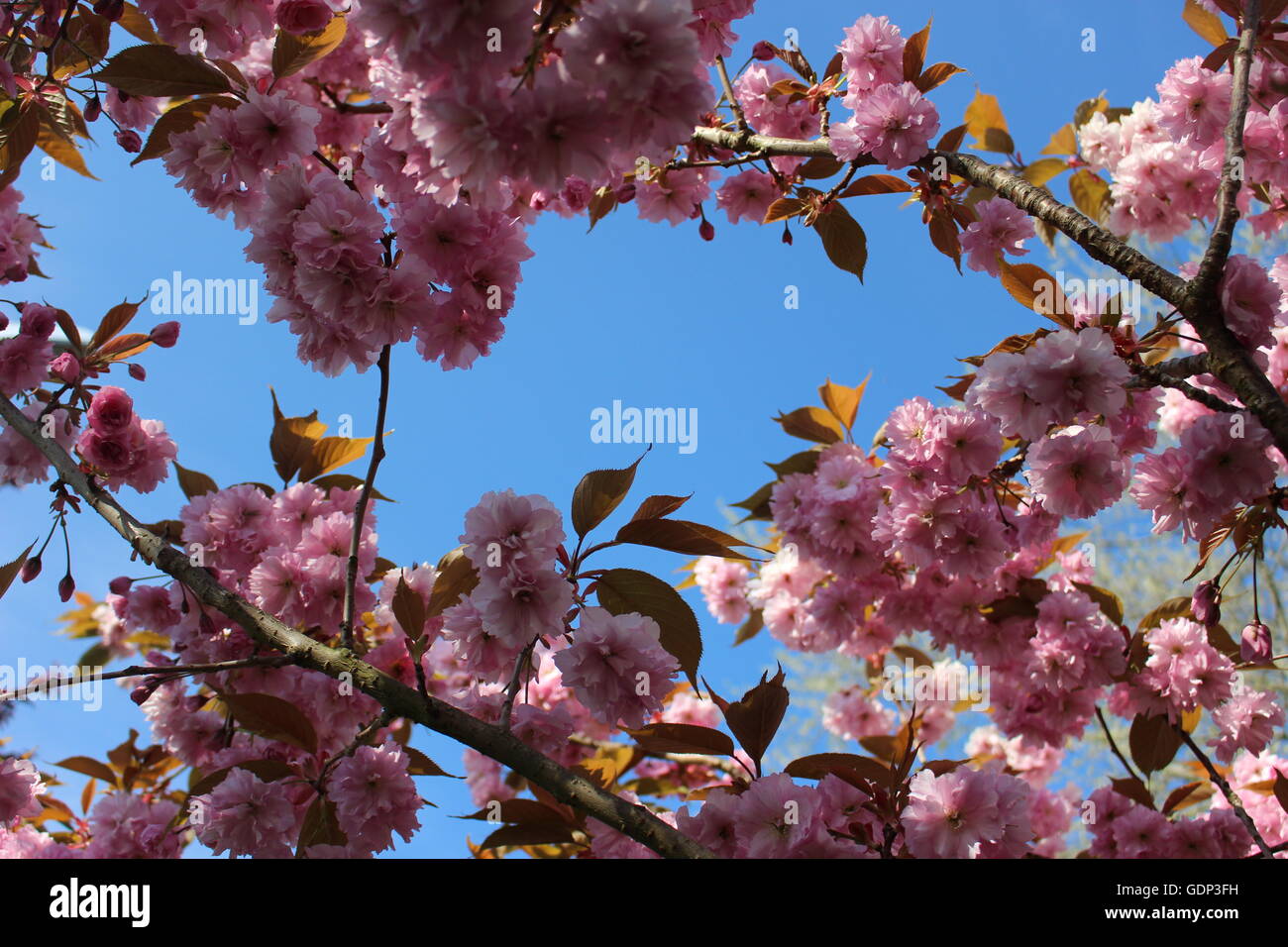 Spring ireland hi-res stock photography and images - Alamy