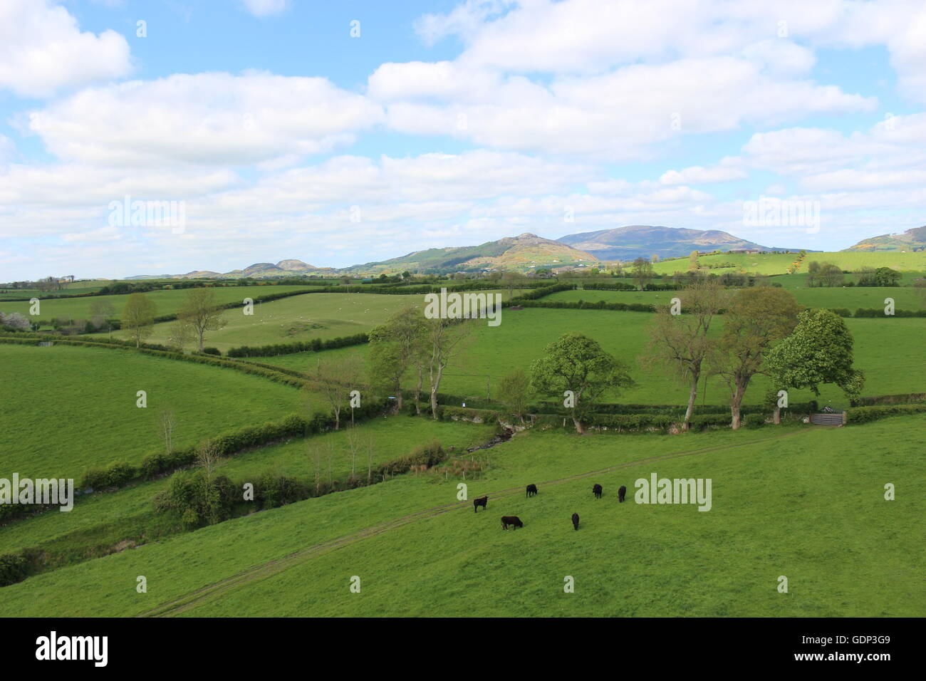 Irish nature, Irish village, cows, view on the mountains Stock Photo ...