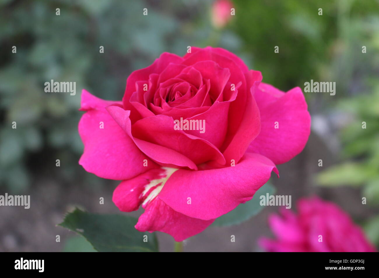 Beautiful roses in the garden Stock Photo - Alamy