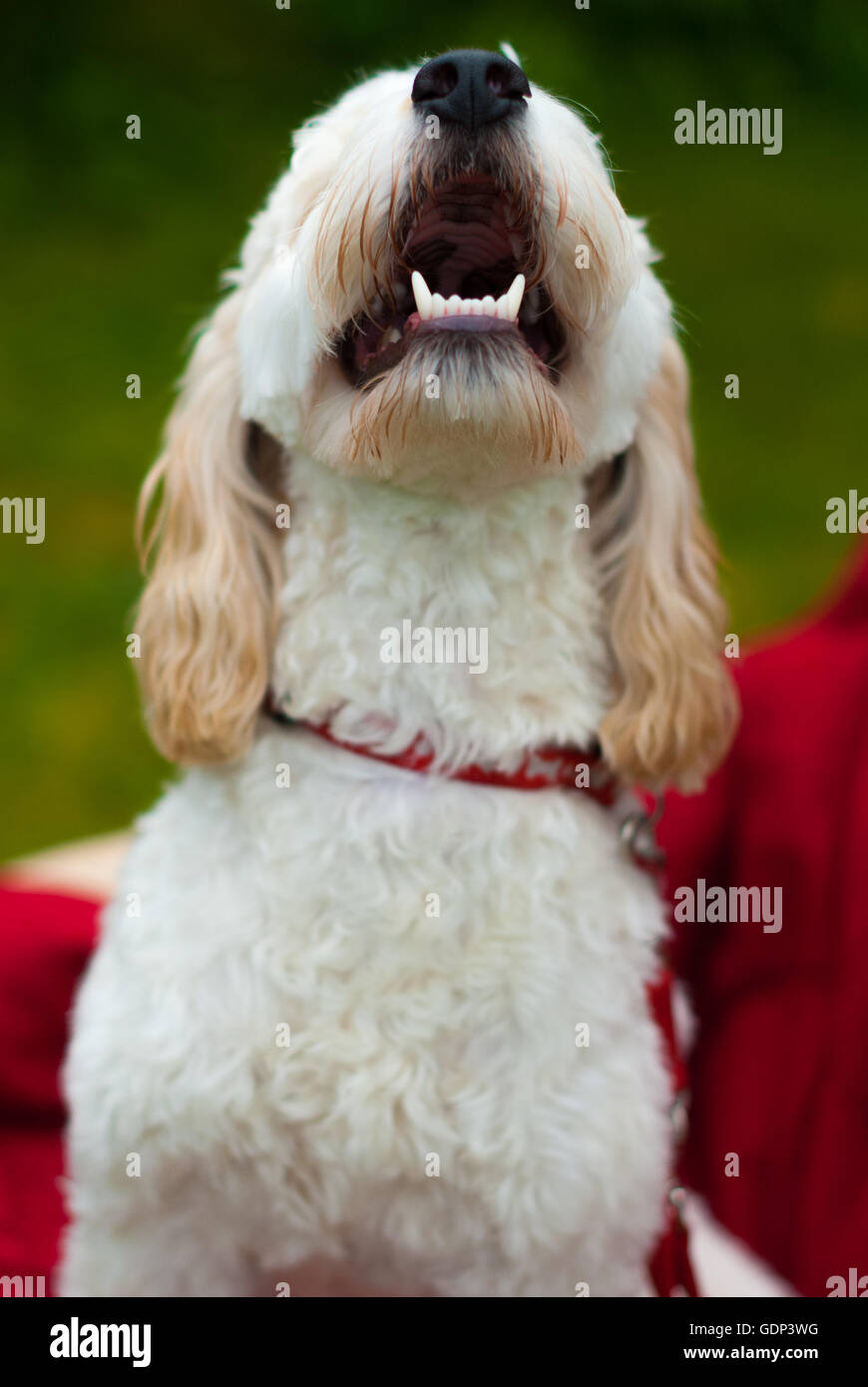 Why Does My Dog Show His Bottom Teeth