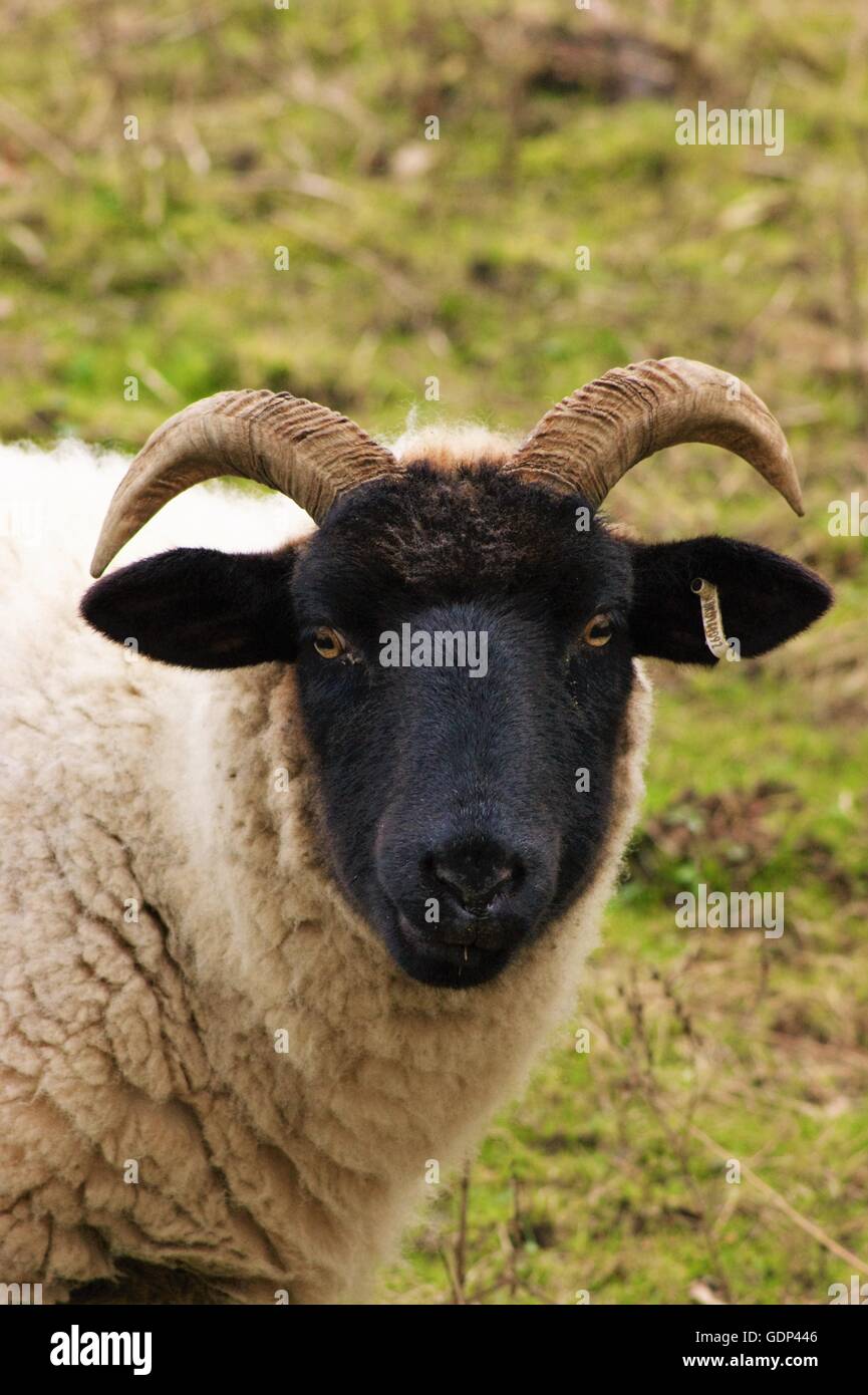 Who's looking at you hi-res stock photography and images - Alamy