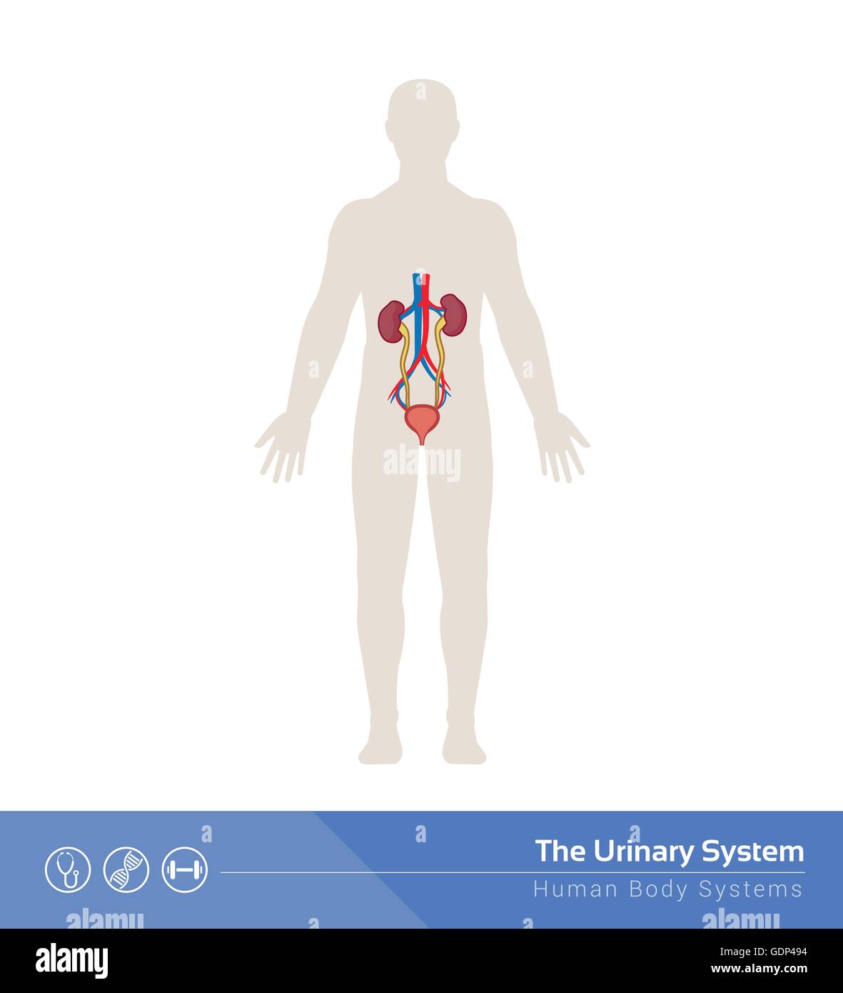 The human urinary system medical illustration with internal organs ...