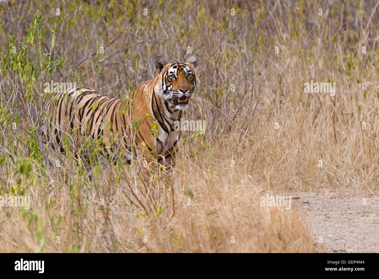 Wild Royal Bengal Tiger in the Ranthambore National Park in Rajasthan ...