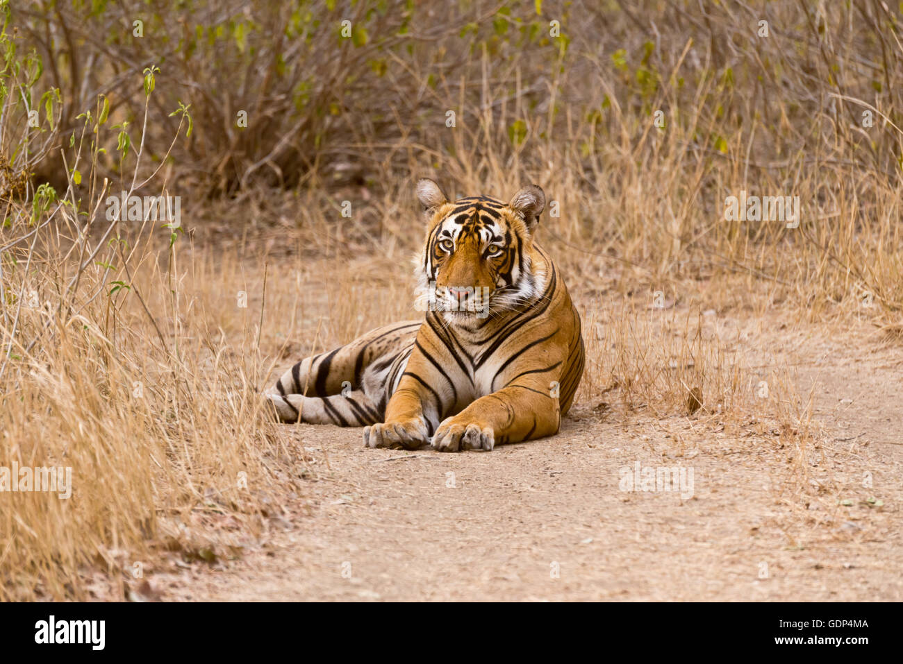 Wild Royal Bengal Tiger in the Ranthambore National Park in Rajasthan ...