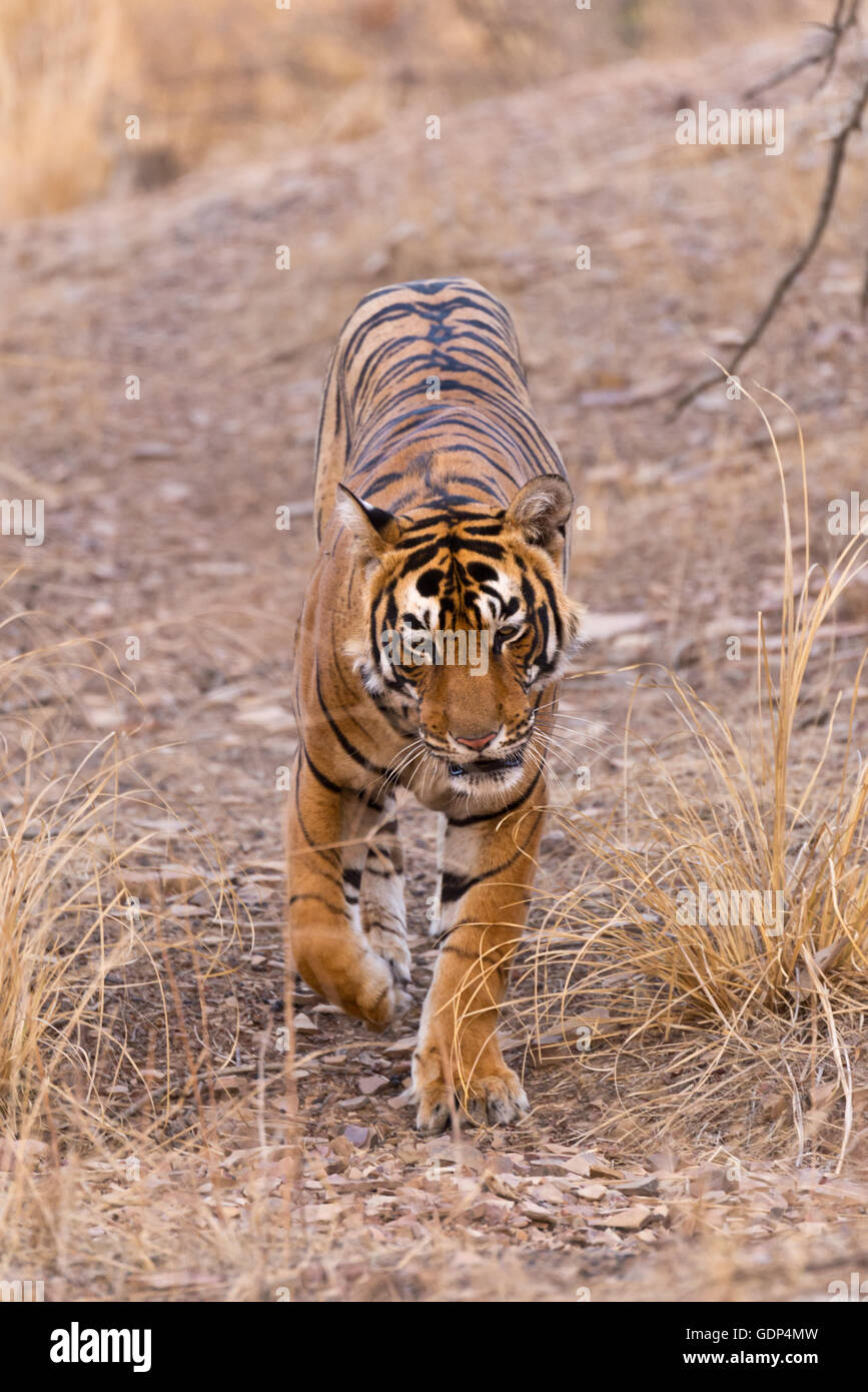 Tiger pacman hi-res stock photography and images - Alamy