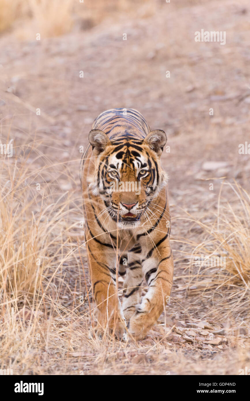 Wild Royal Bengal Tiger in the Ranthambore National Park in Rajasthan ...